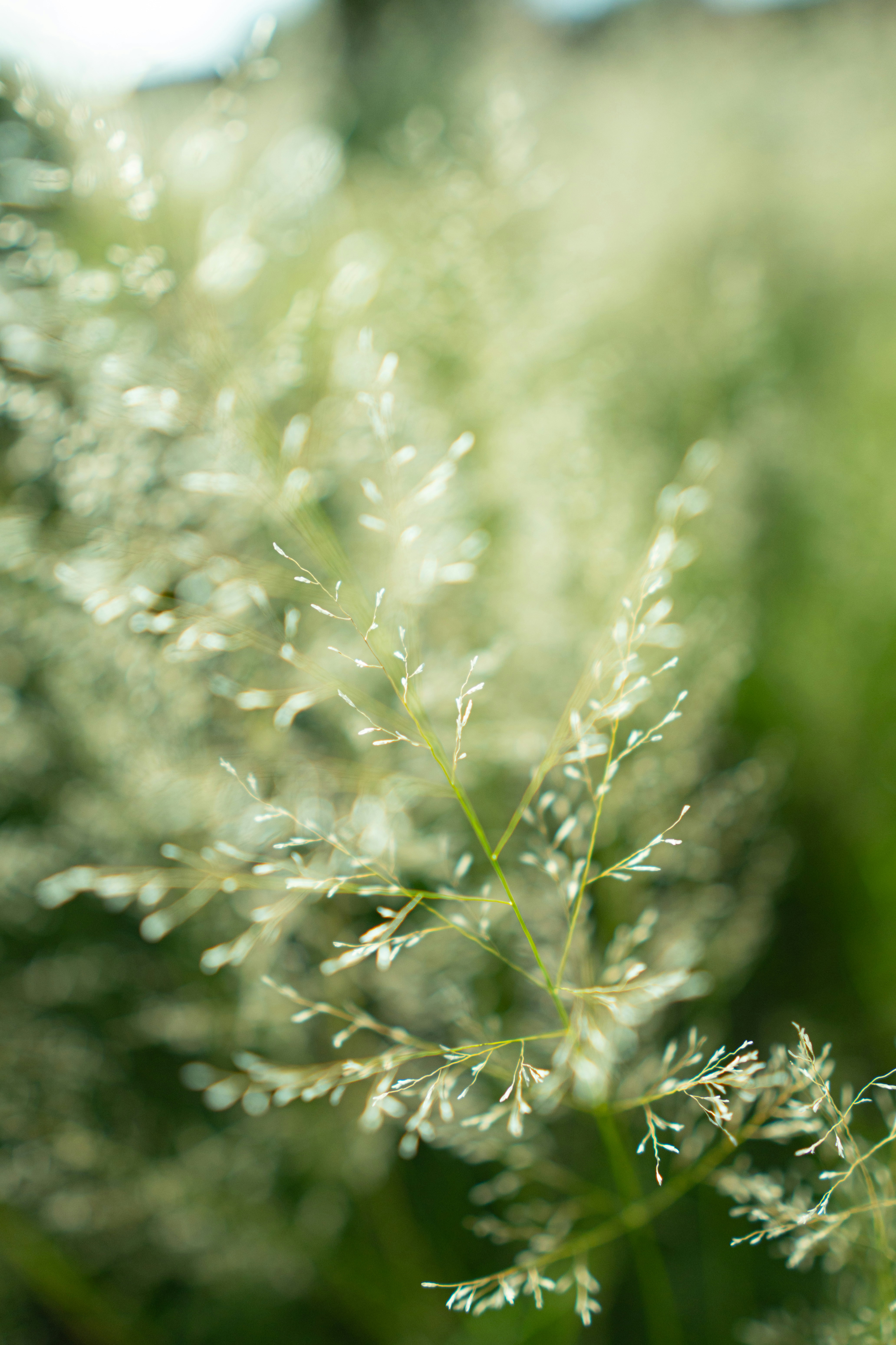 Whispers of Grass: Delicate Seed Heads in Soft Sunlight