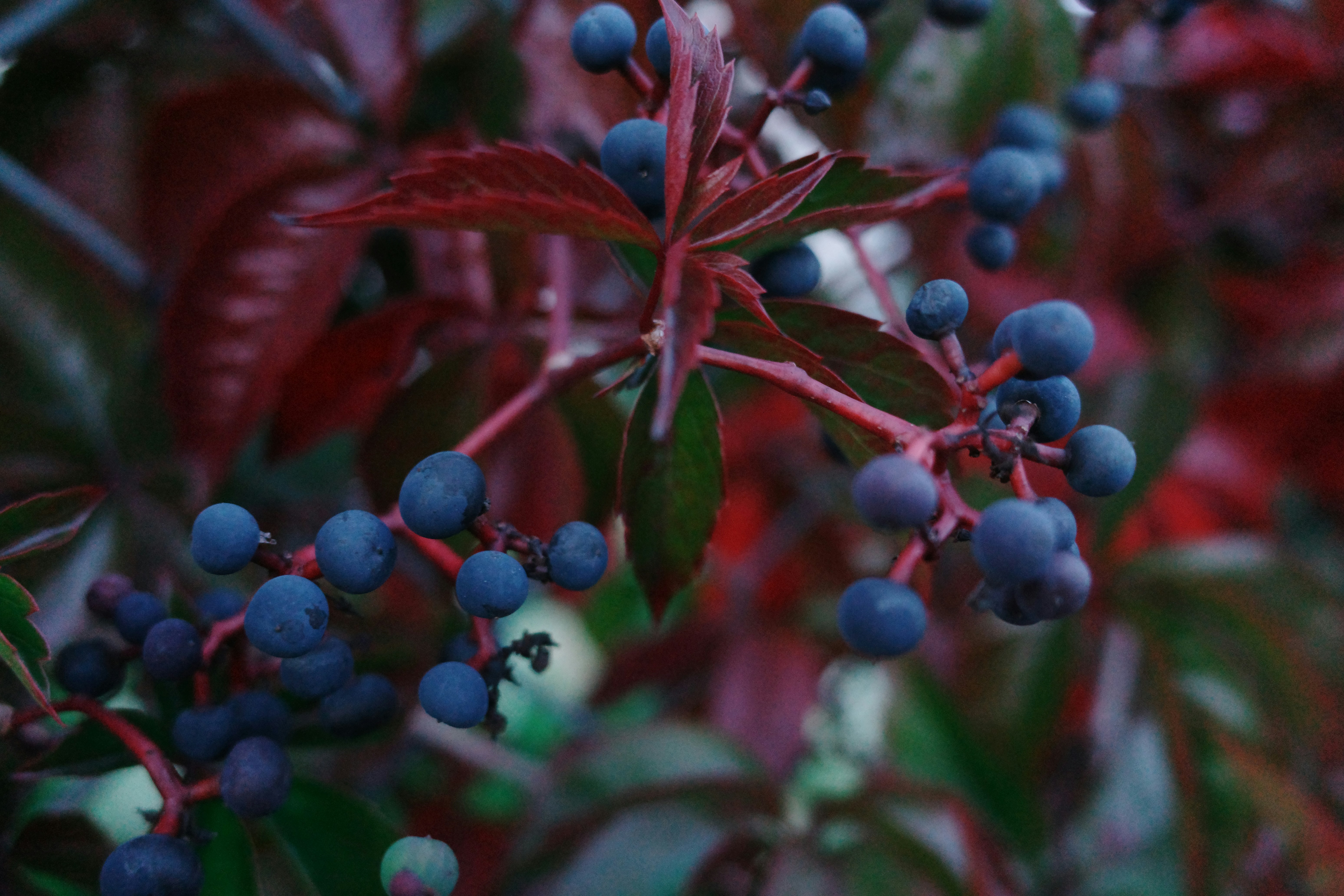 Crimson Leaves and Midnight Berries: A Quiet Burst of Color