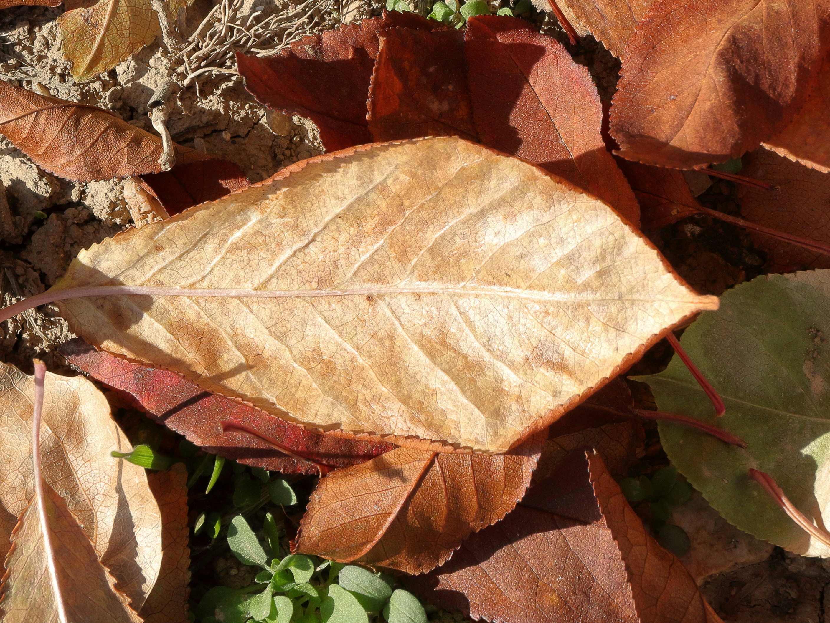 Autumn Leaf Rhythm: A Sunlit Brown Leaf Framed by Groundwork