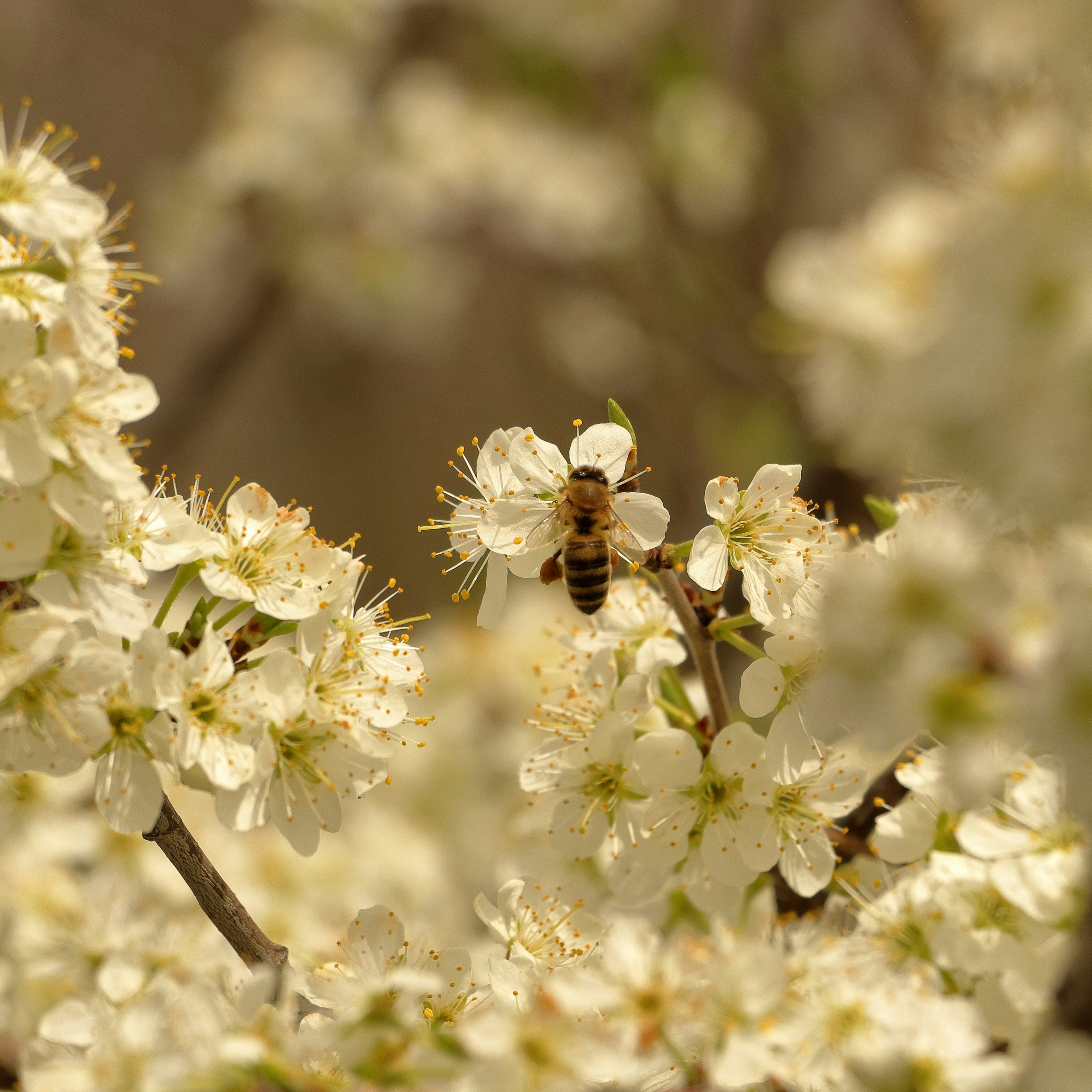 Blooming Orchard Buzz: A Bee Among White Petal Stars