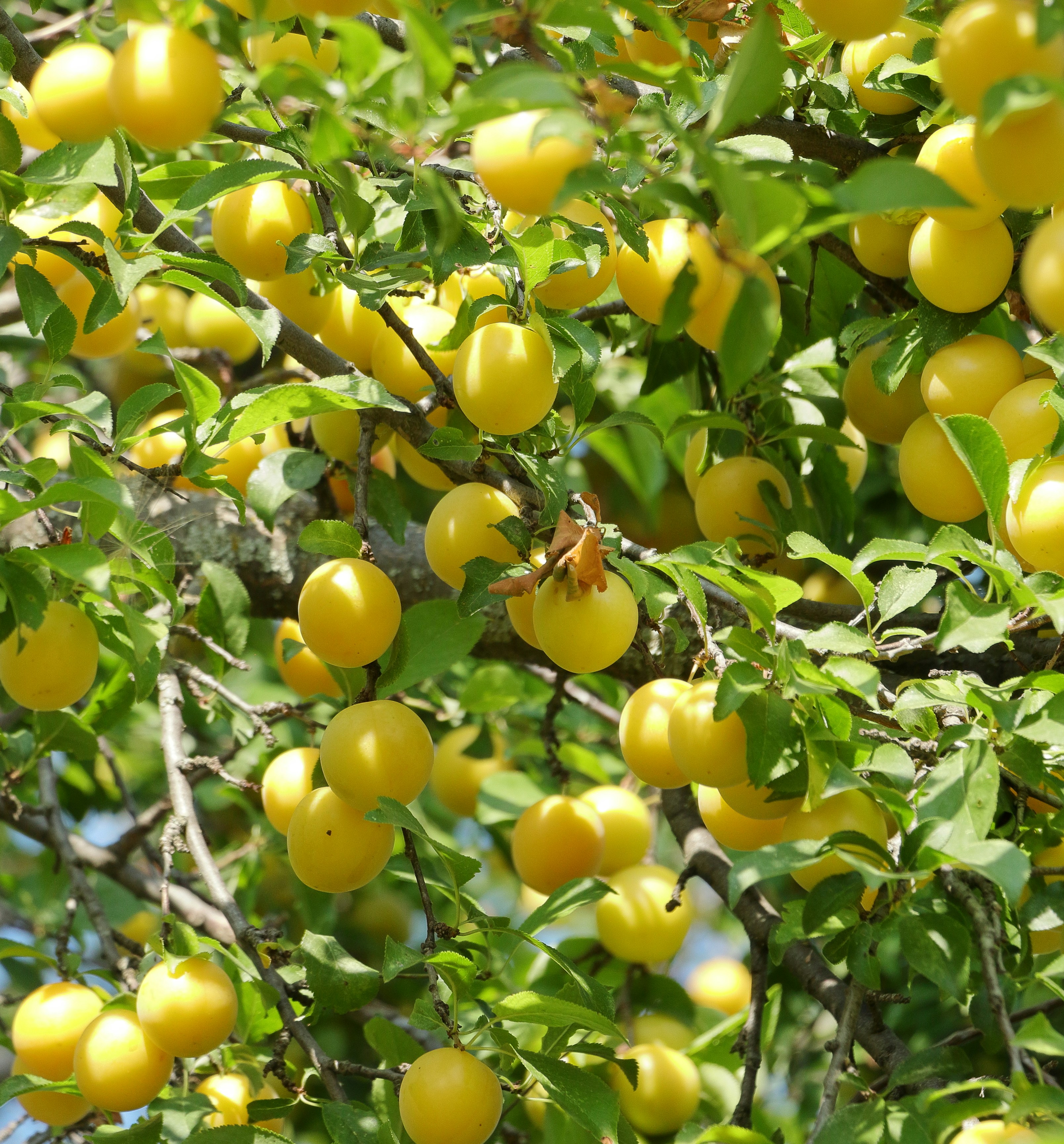 Golden Orbs in a Sunlit Lemon Branch