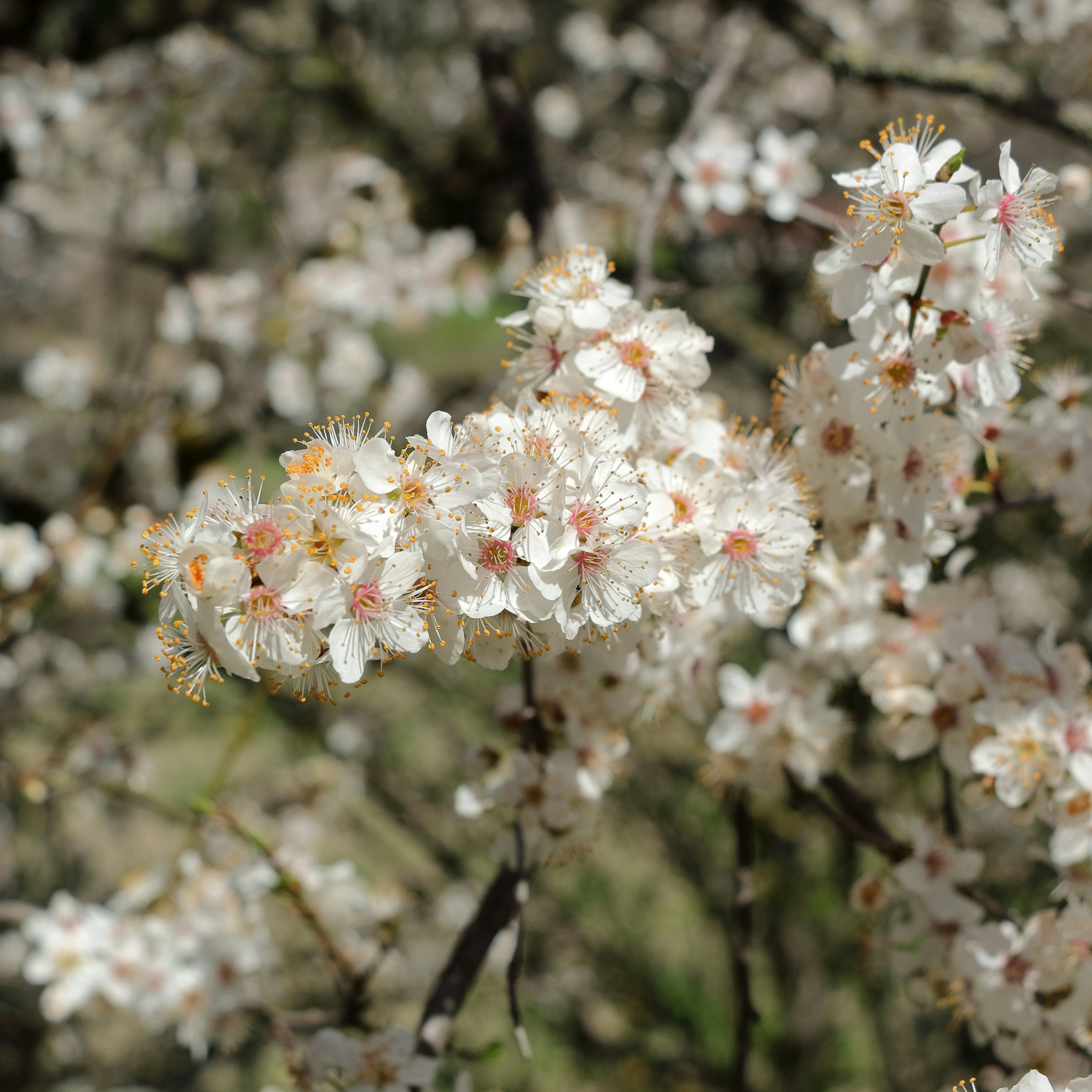 Blossom Cluster in Soft Focus: A Caress of White Petals