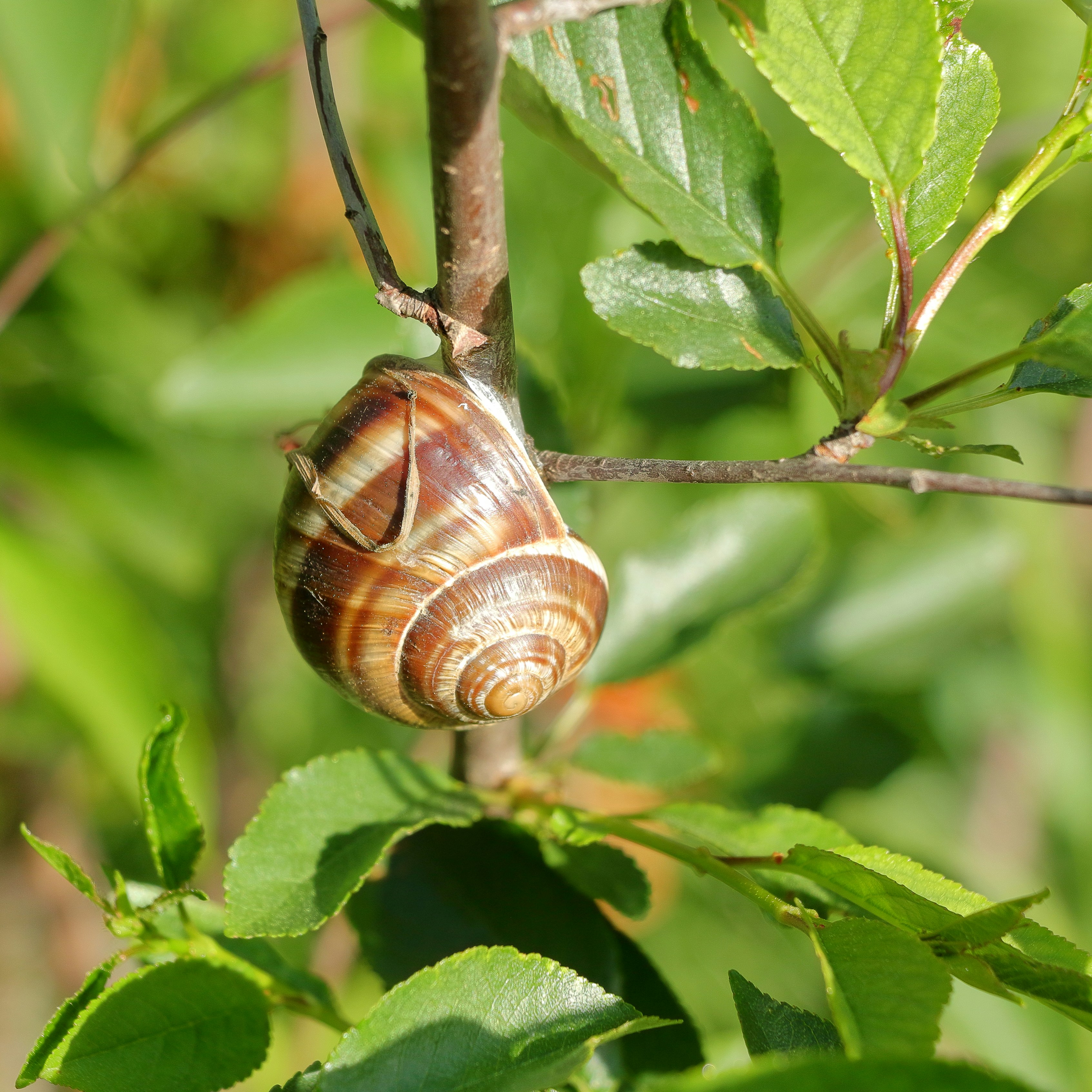 Coiled on a Green Stage: A Snail Clings to Tender Branches