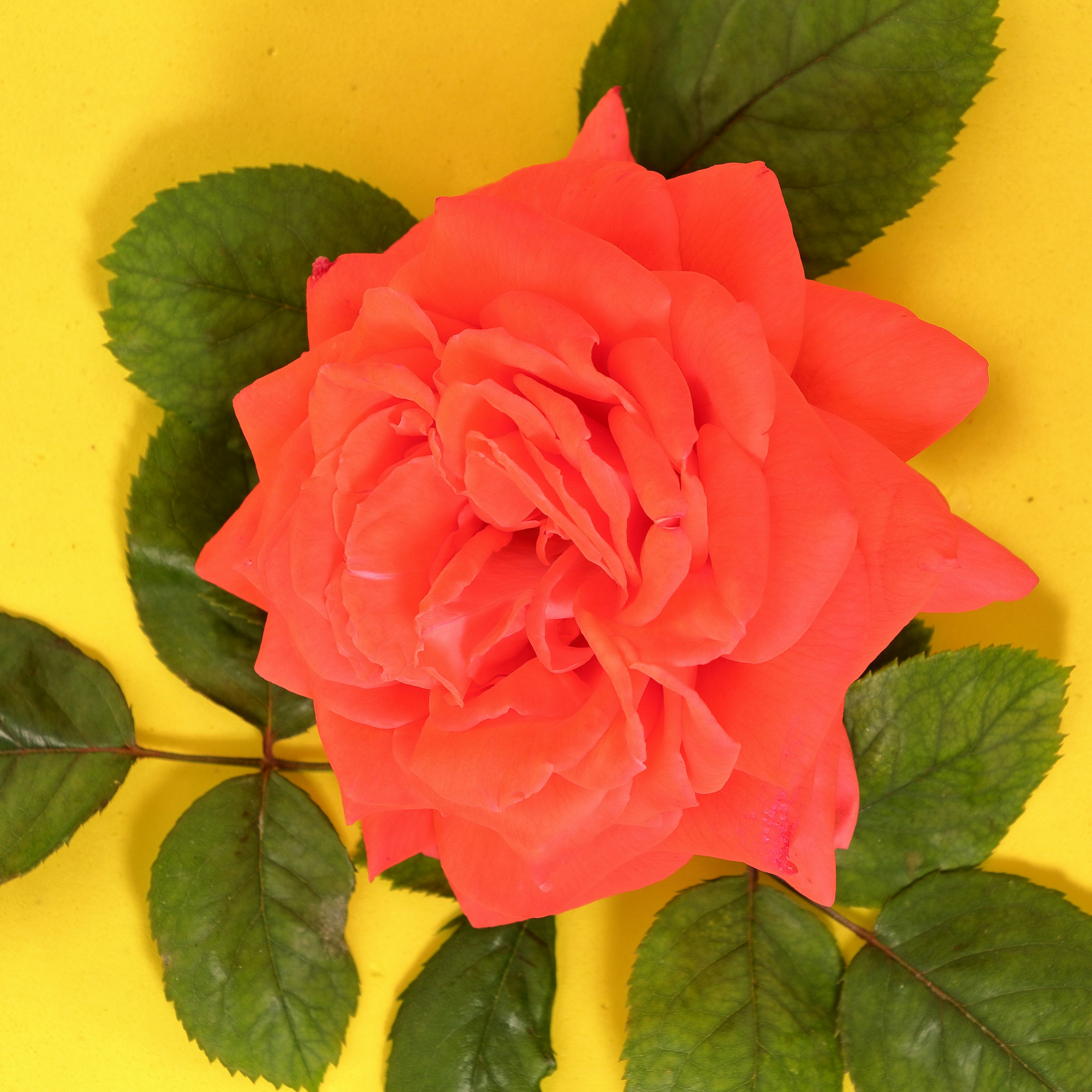 Coral Rose on Sunny Yellow: A Bold Floral Portrait