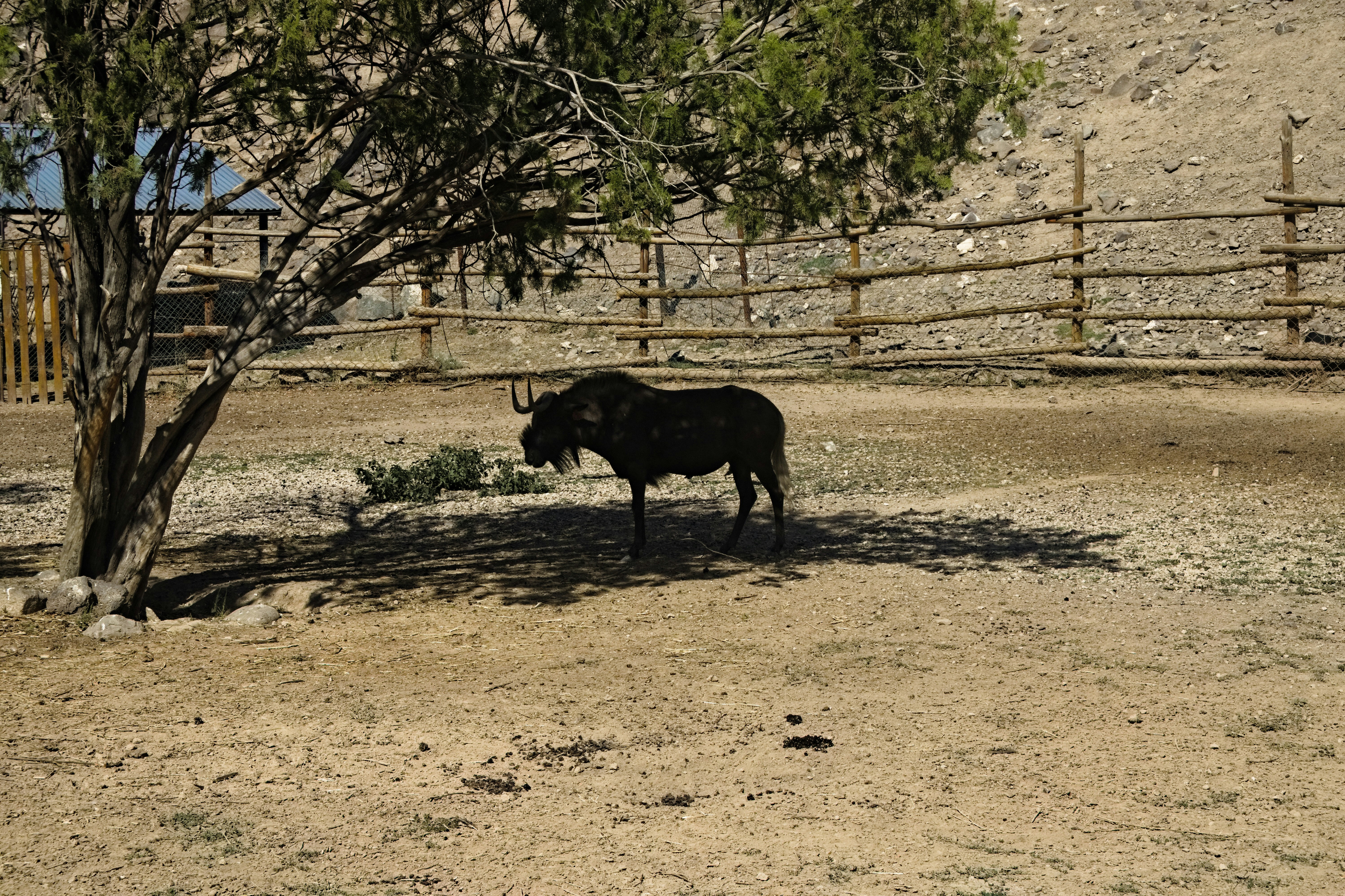 Shadow in the Sand: A Lone Bull Beneath a Tree