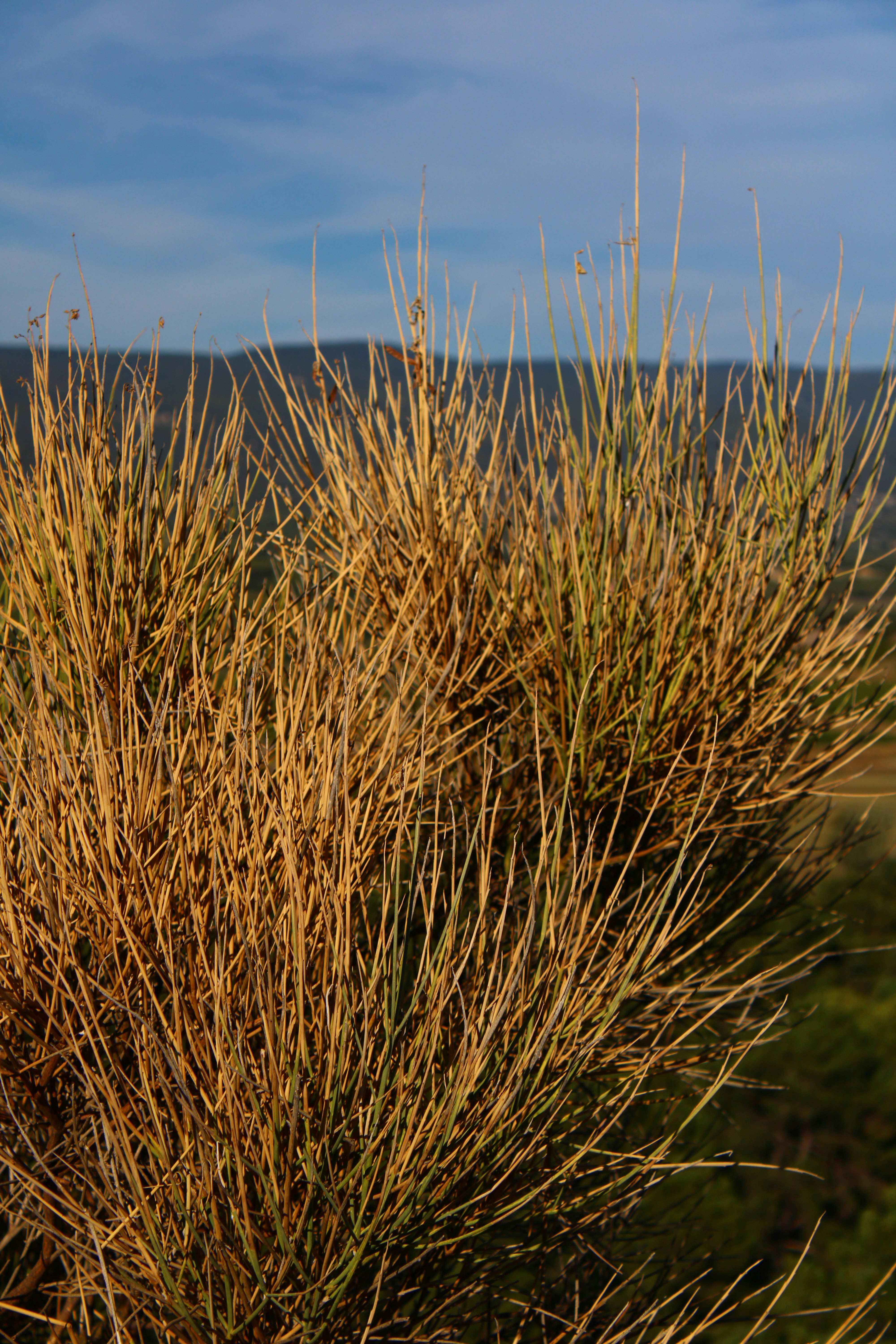 Sunlit Dry Grass at the Shoreline Horizon