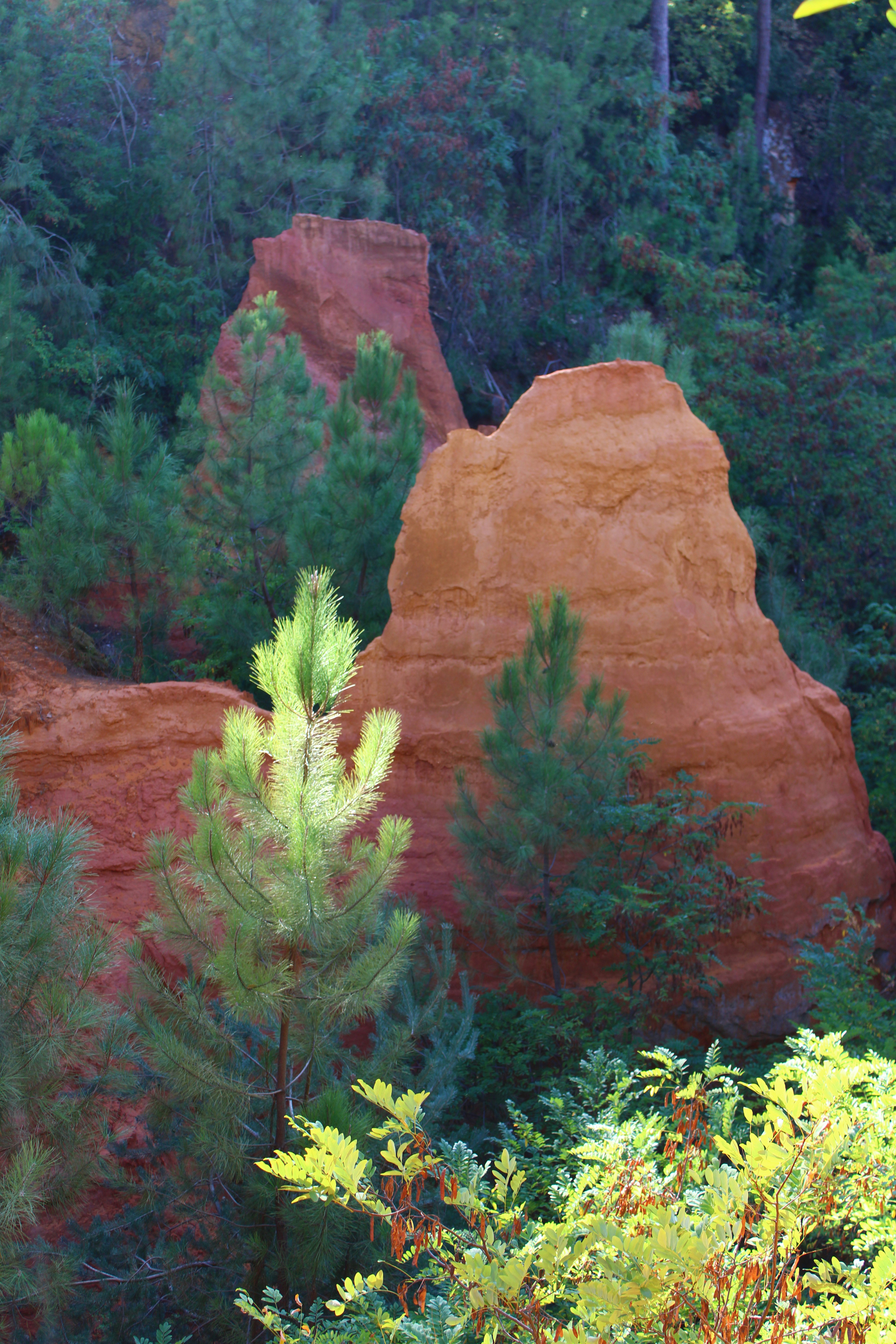 Carved sandstone sentinels rising behind a sunlit pine
