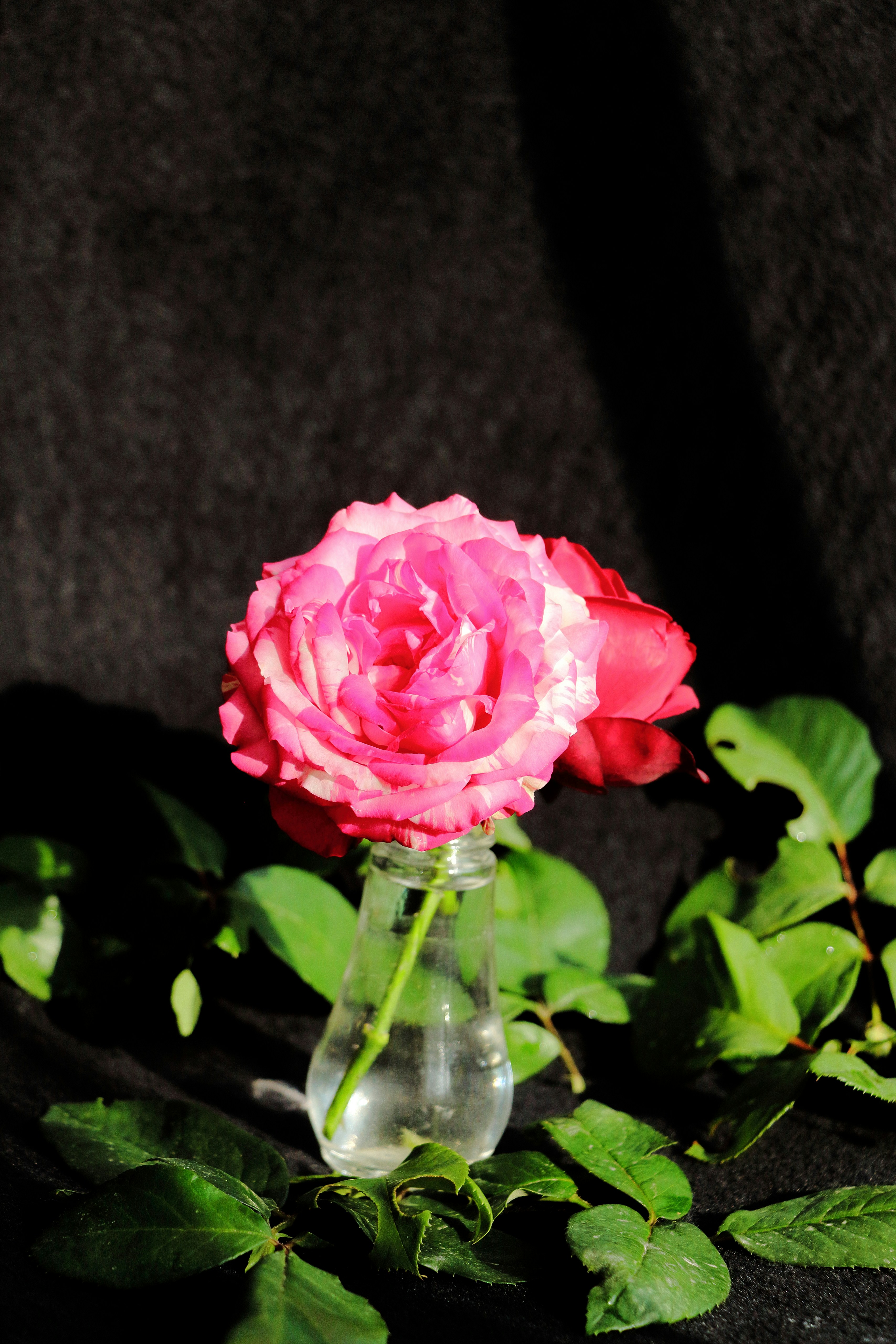 Pink Rose in a Glass Vial: A Moment of Gentle Light