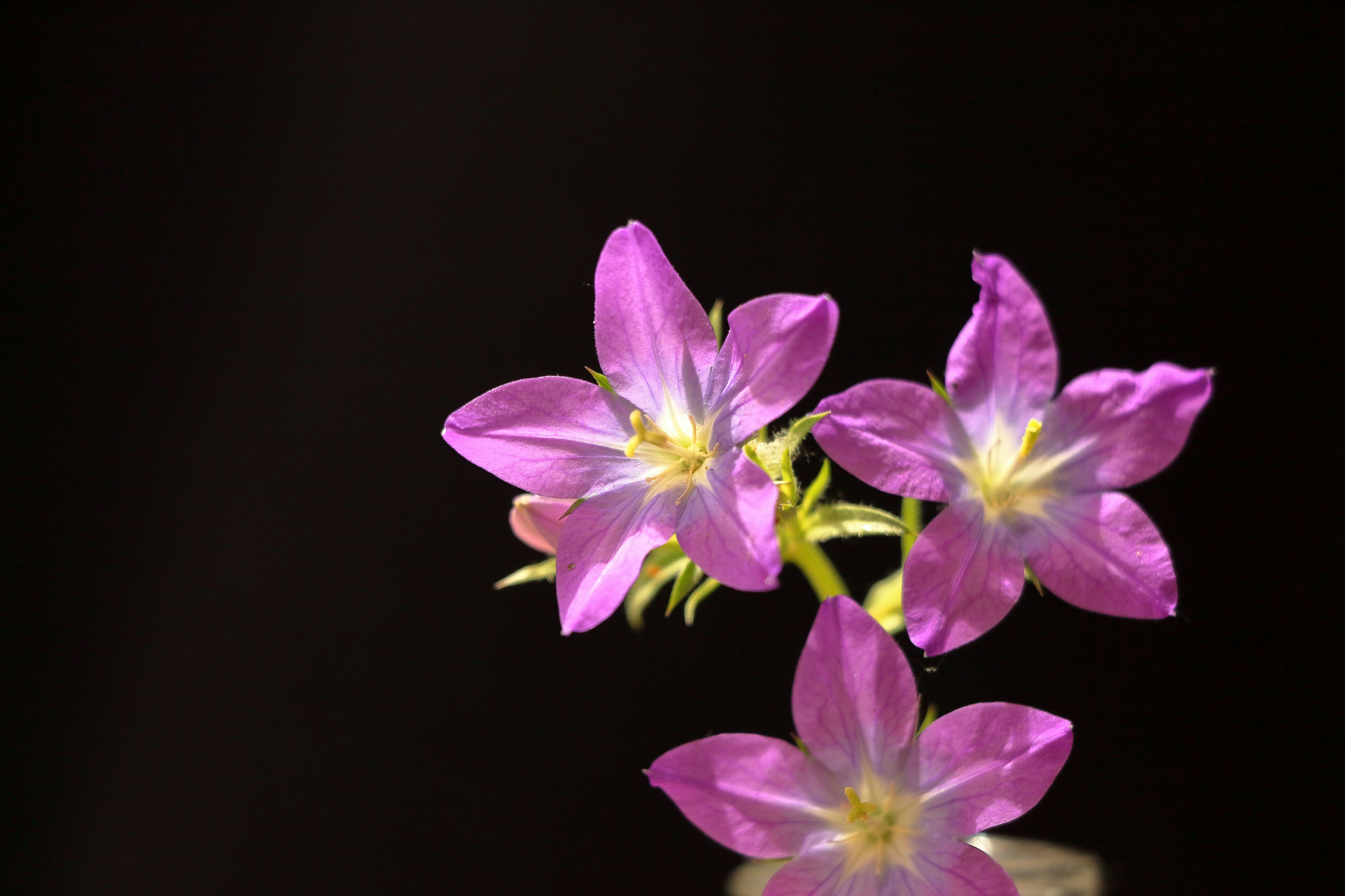 Pink Pentecost: a trio of blossoms against velvet dark