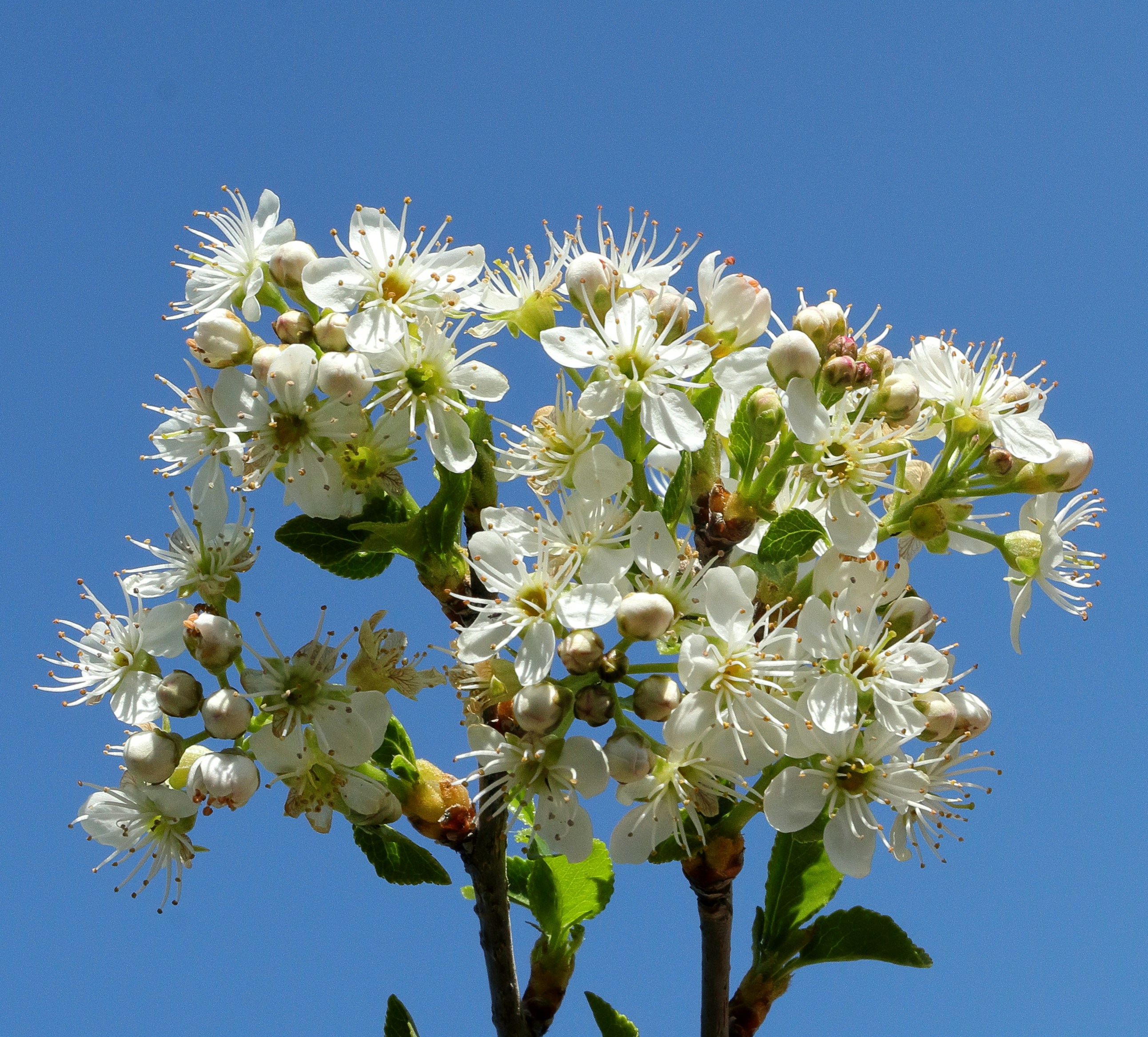 Clusters of white blossoms reach toward a clear blue sky