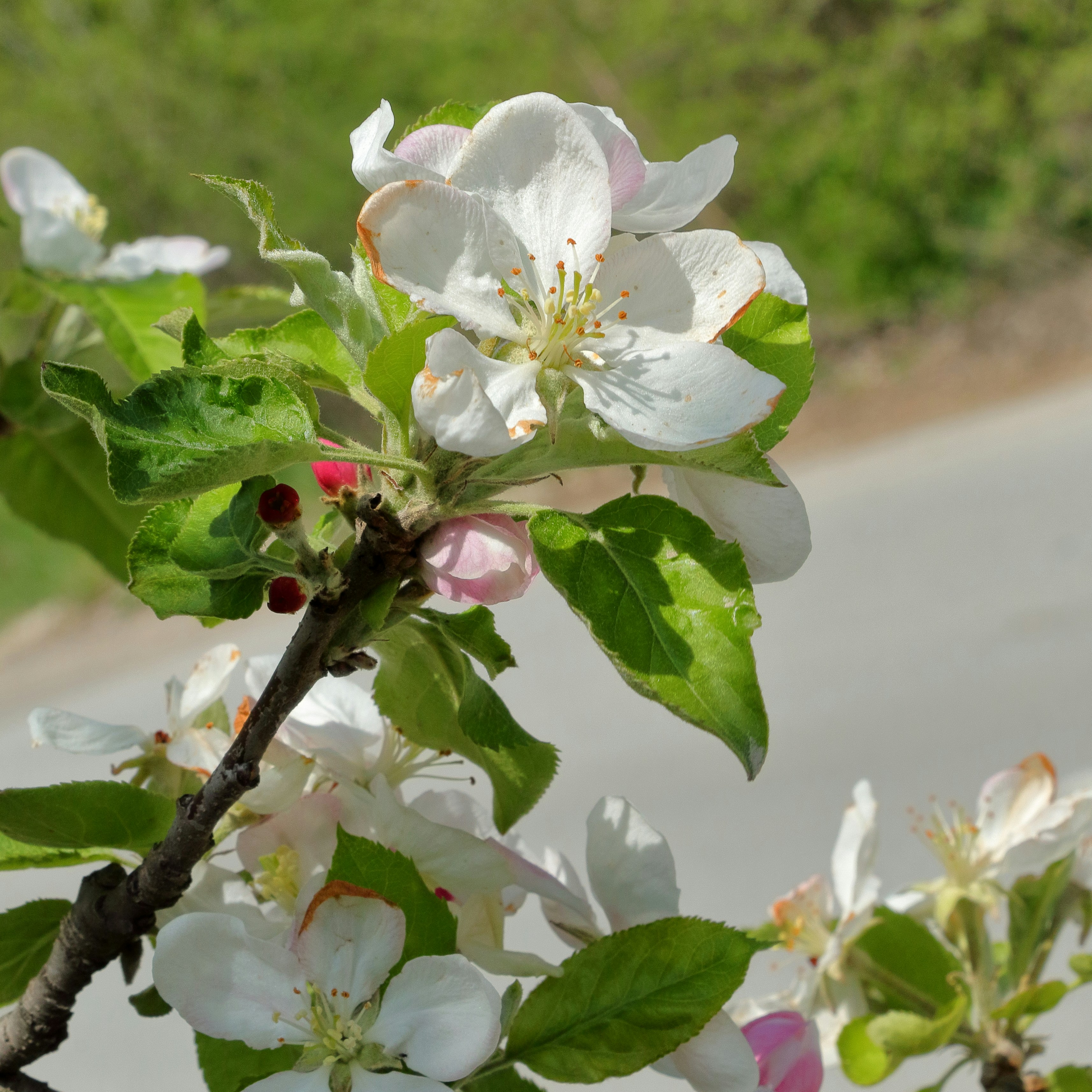 Blossom On a Branch: Sunlit Pear Flowers by a Quiet Road