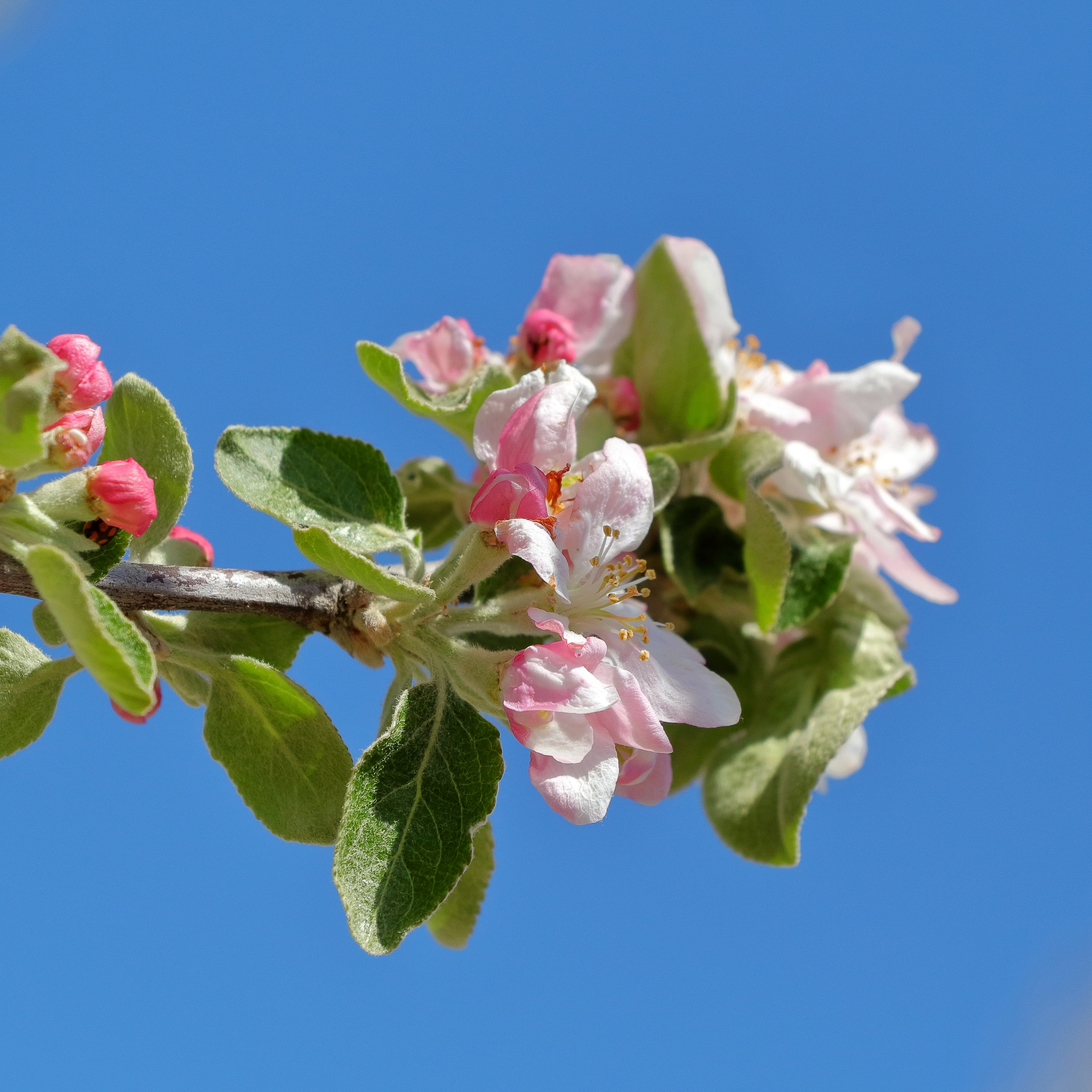 Blossoms Against a Cobalt Sky