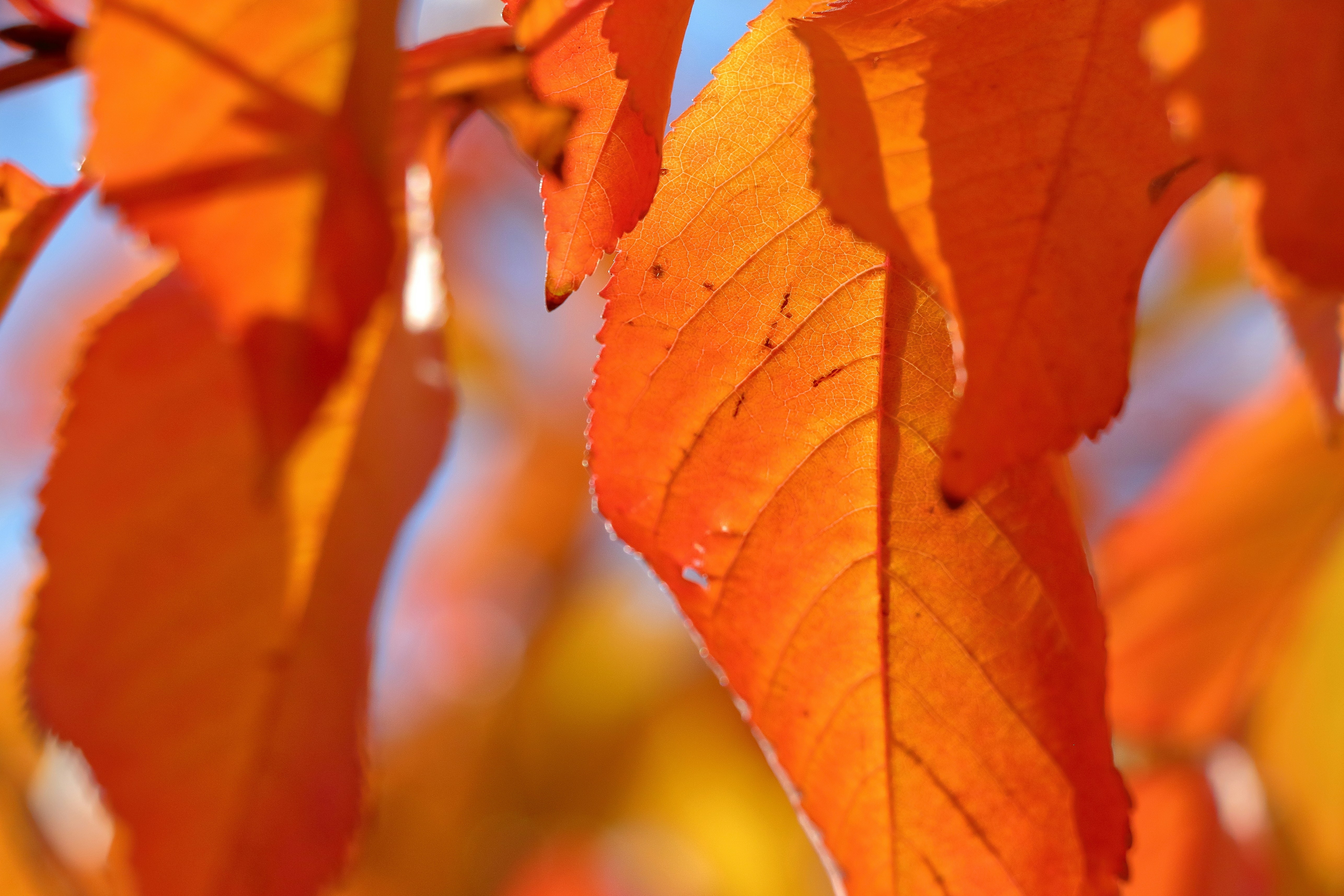 Autumn Ember: A Glimpse of Orange Veins in Sunlit Foliage