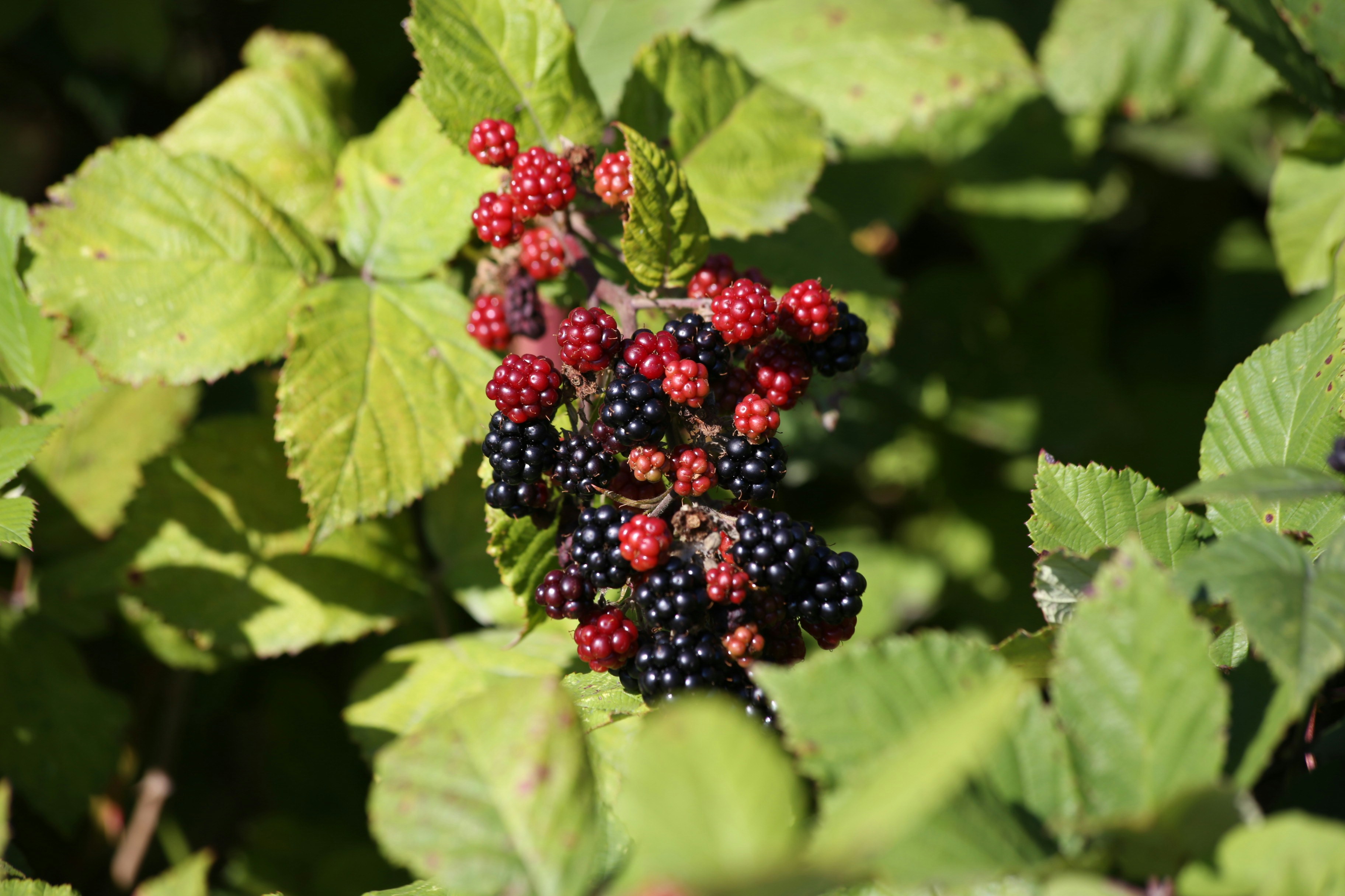 Ripening Cluster: A Sharp Emergence of Berries Amid Green Foliage