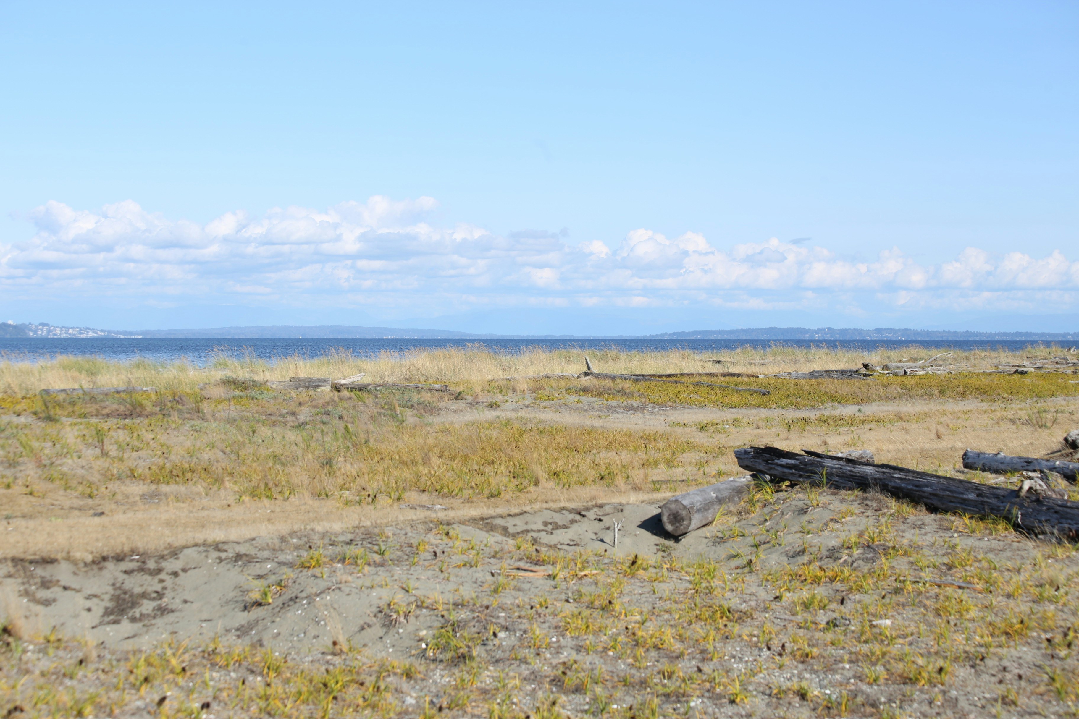 Driftwood on a Quiet Shoreline Under A Wide Sky