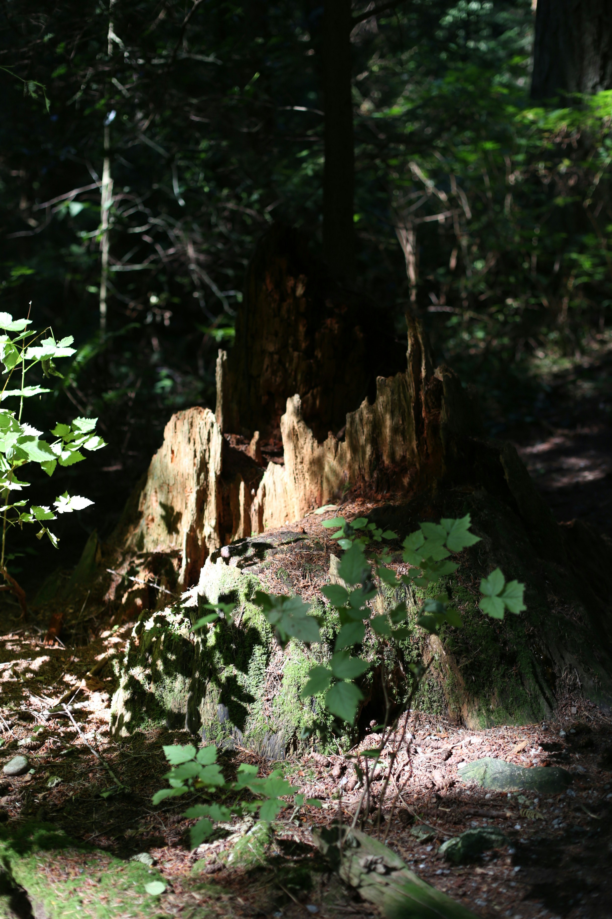 Shade-Streaked Ferns Cling to a Weathered Stump in a Quiet Forest Clearing