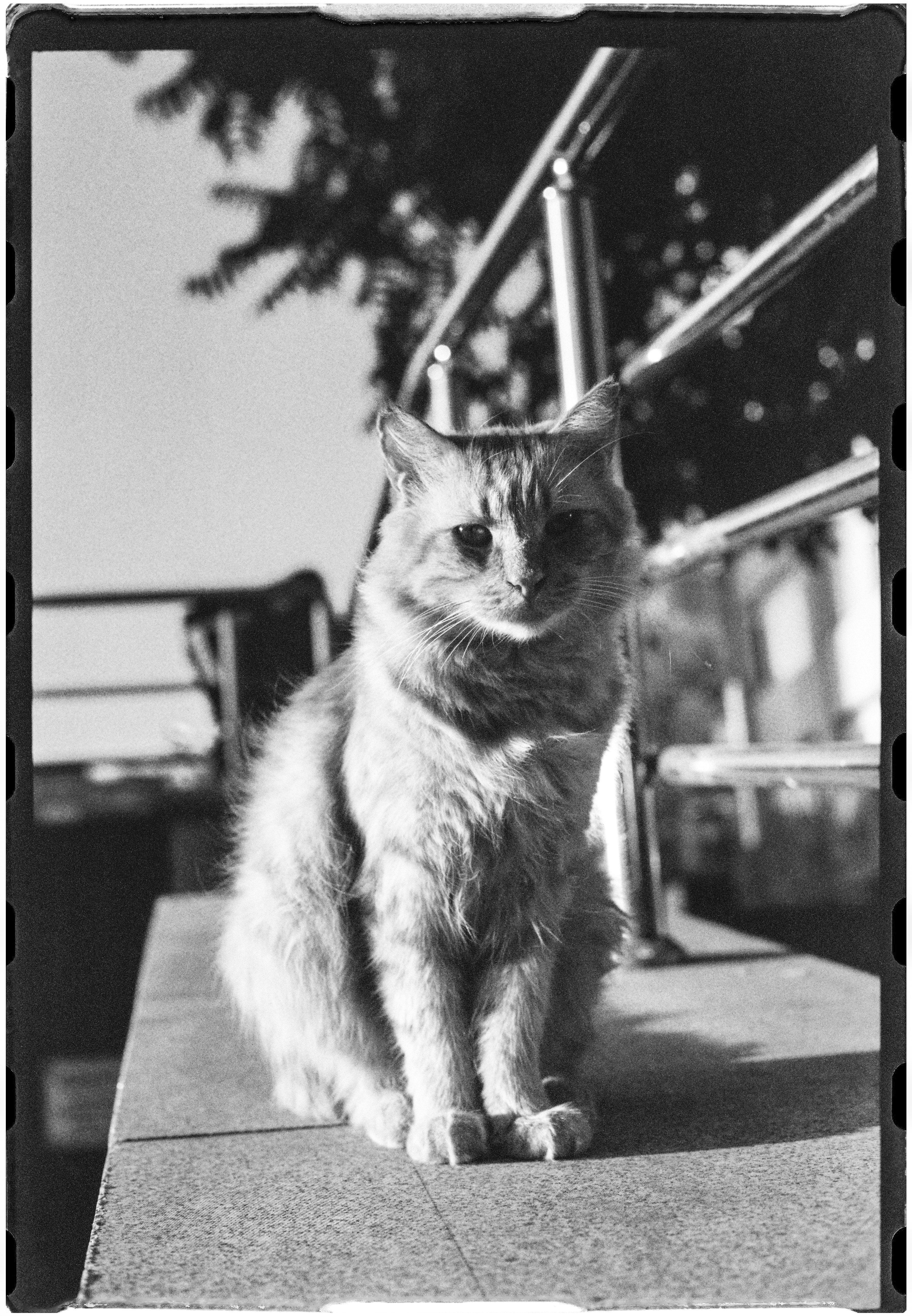 Cat on a Rail: Quiet Confidence Staring Down the Urban Terrace
