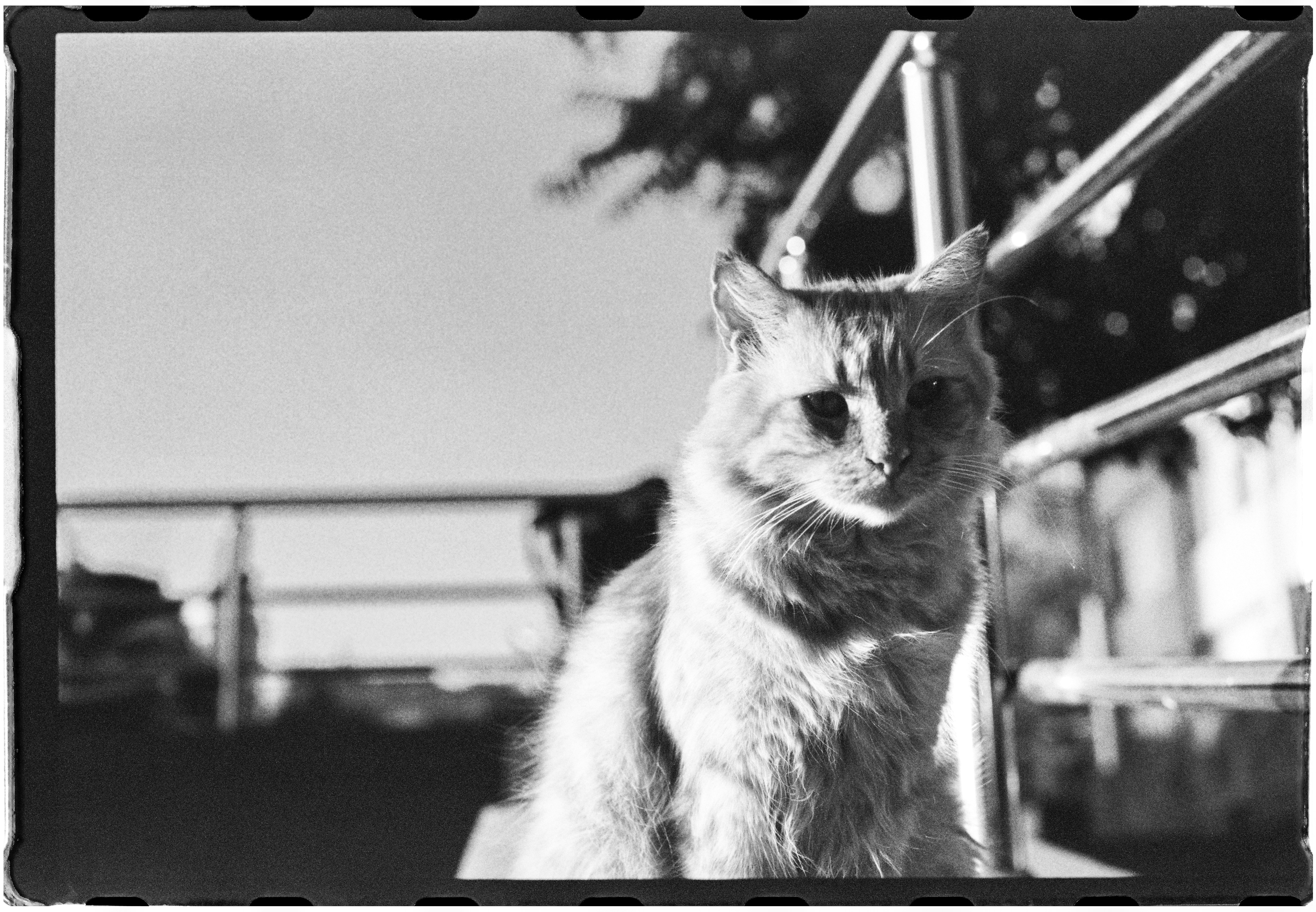 Cat on a sunlit railing: a candid street-side portrait