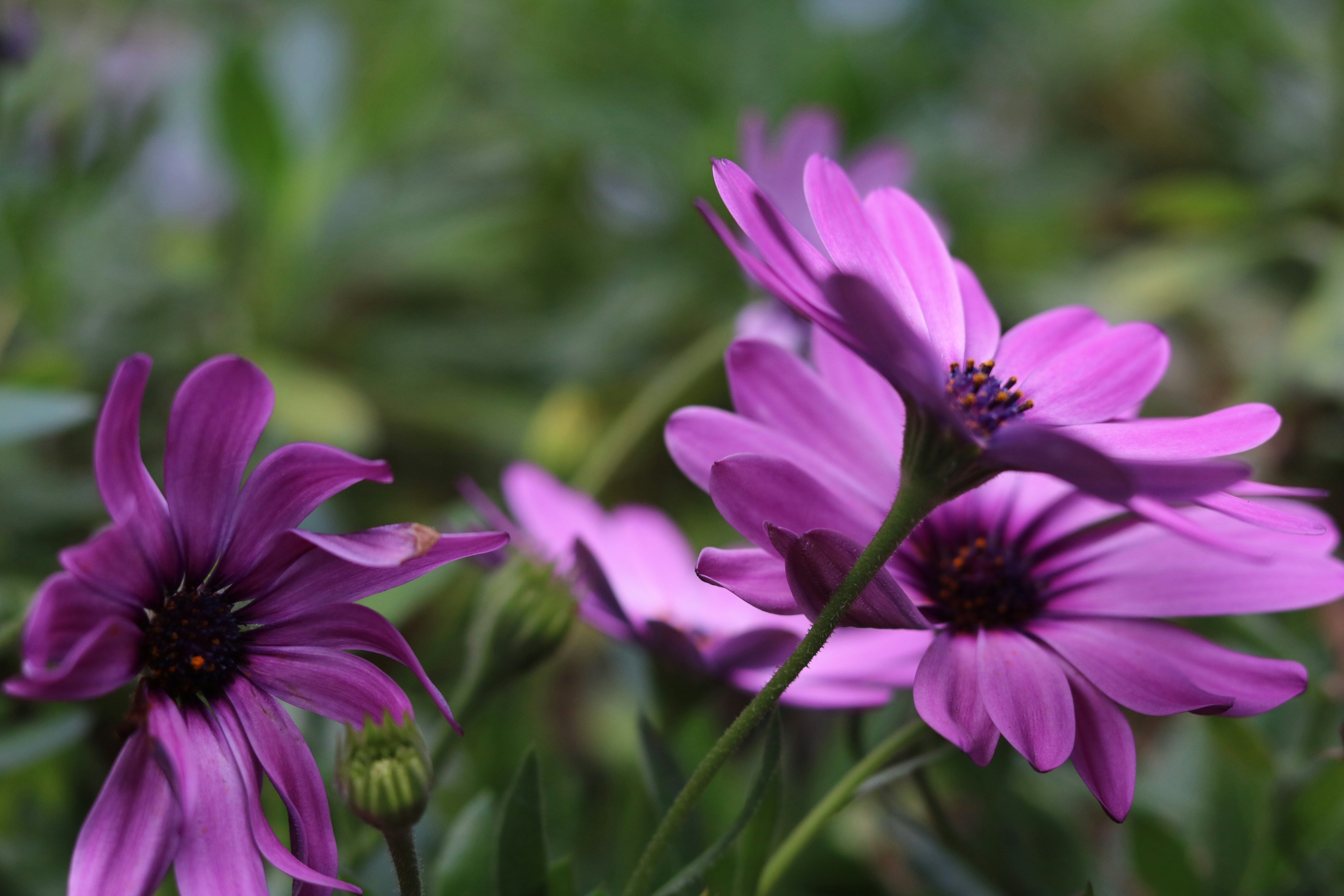 Purple flowers.