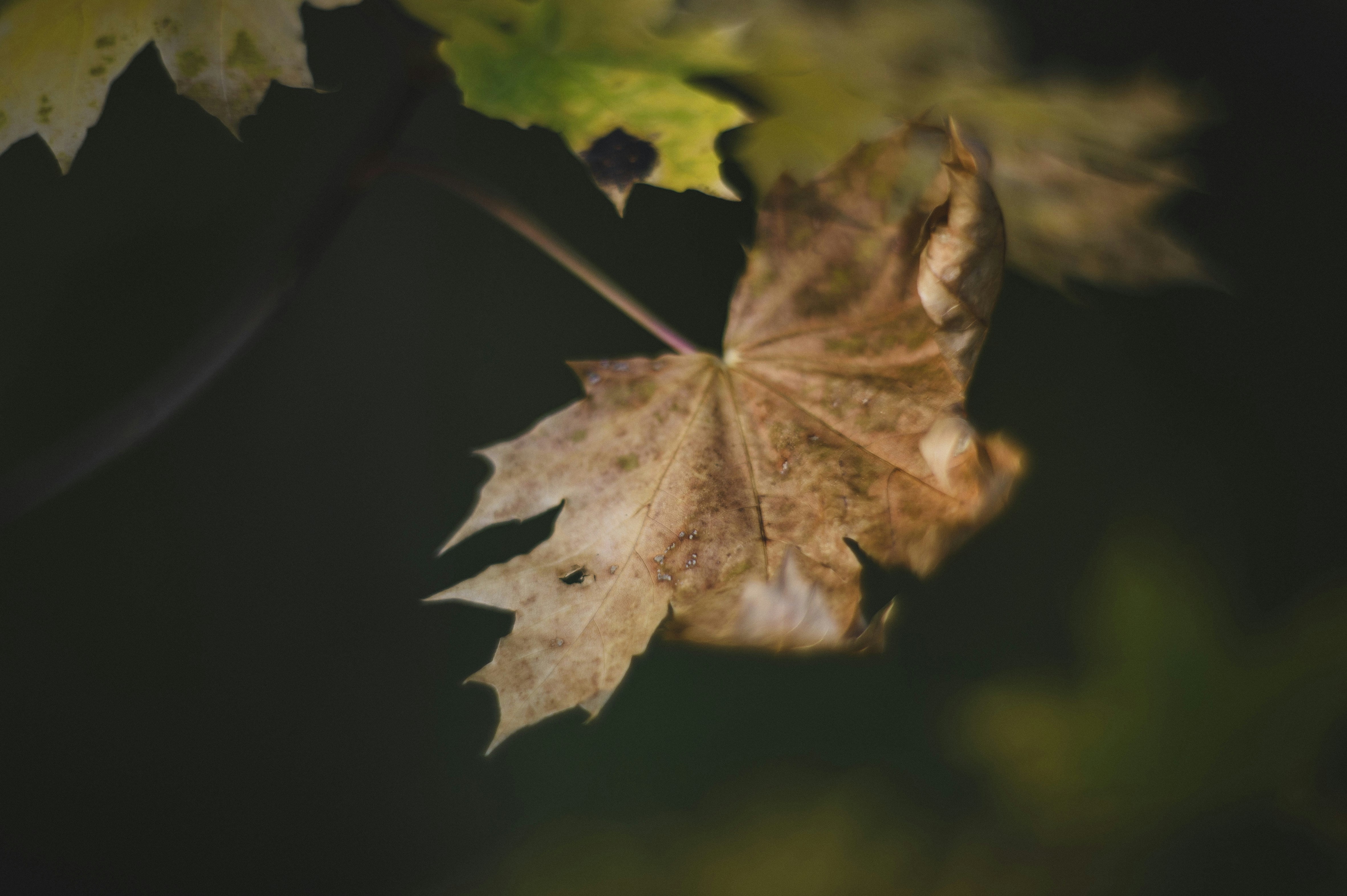 A solitary maple leaf in warm browns hangs against a dark, blurred background, emphasizing texture and subtle light. This is a close-up capture of a natural leaf specimen.