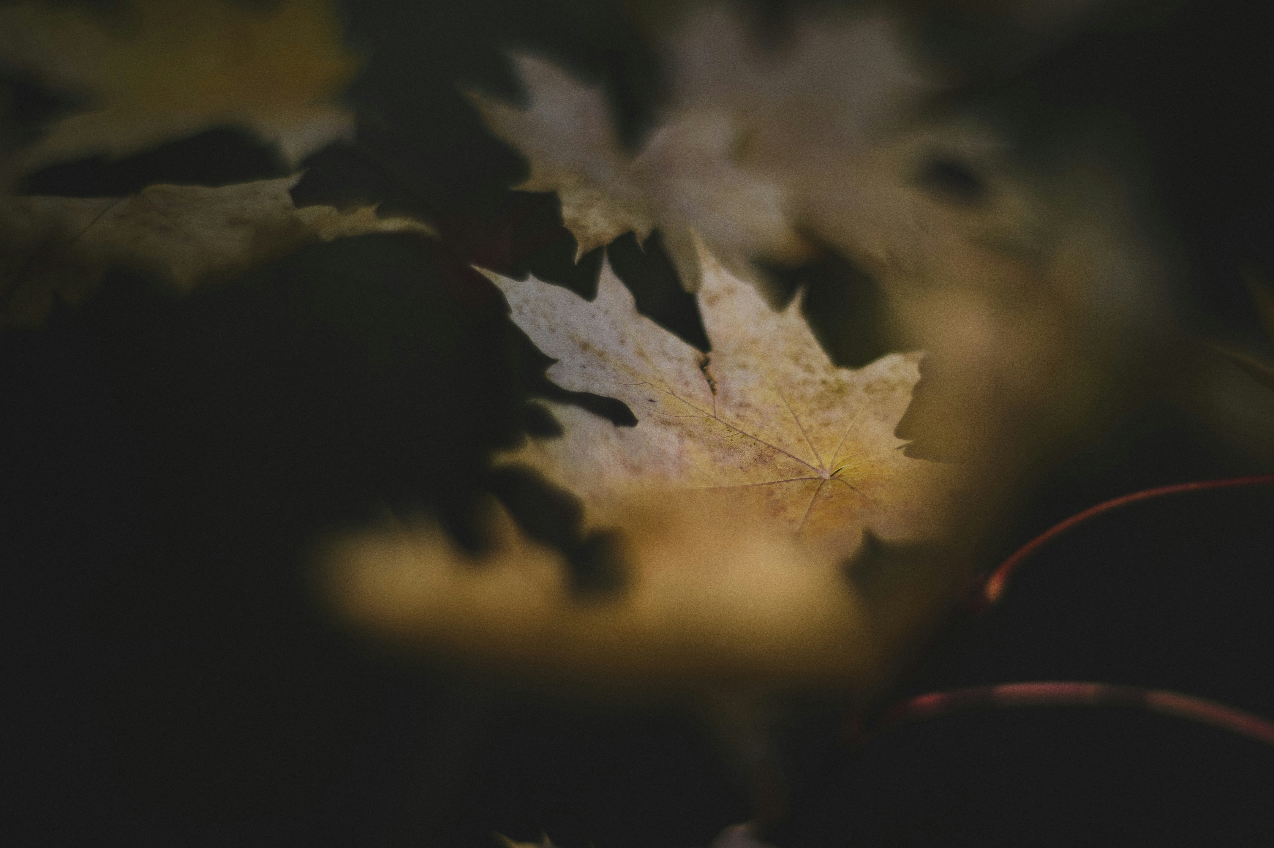 A lone maple leaf rests in shallow depth, softly illuminated against a dark background, with blurred foreground elements suggesting a quiet outdoor scene. A subtle mood of twilight calm, with a hint of red in the frame suggesting accessories or surroundings.