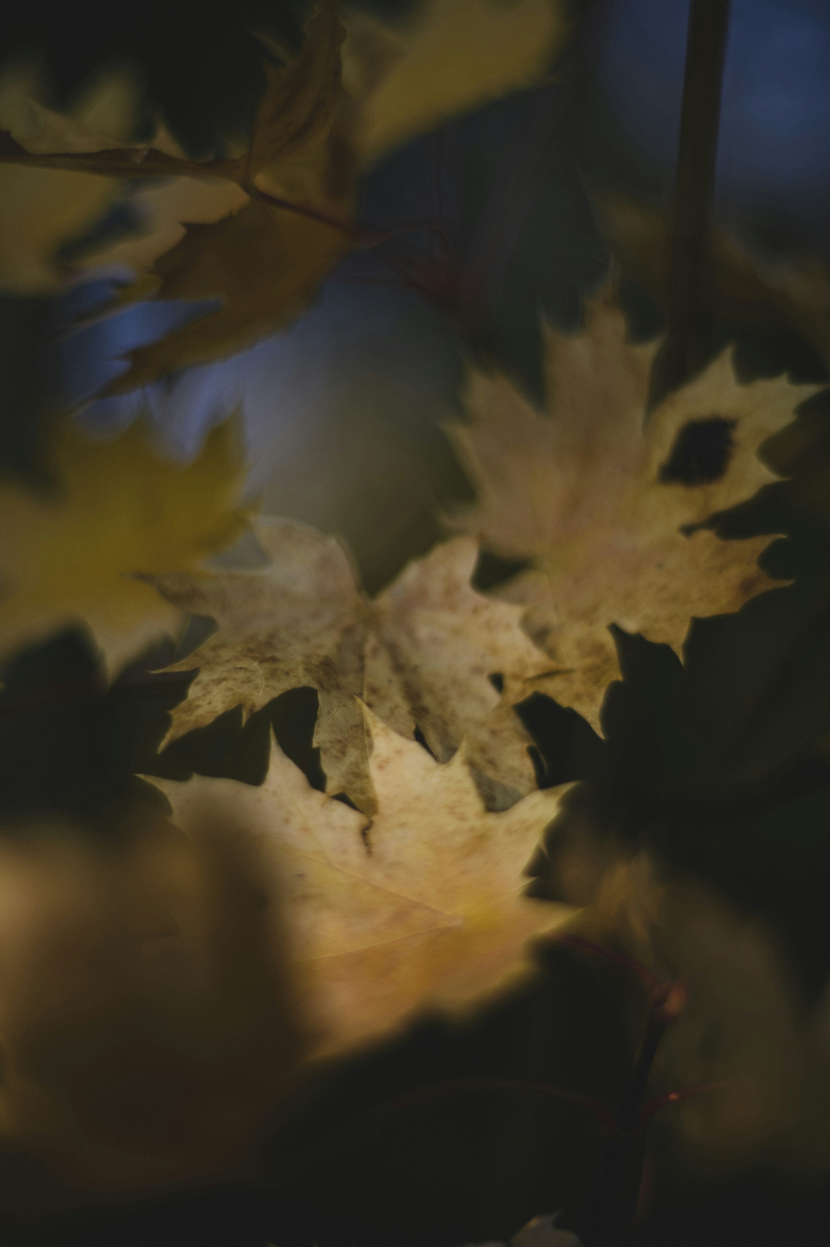 Golden maple leaves softly illuminated in shallow depth of field, creating a moody, painterly bokeh. A quiet autumn close-up highlighting texture and color in low light.