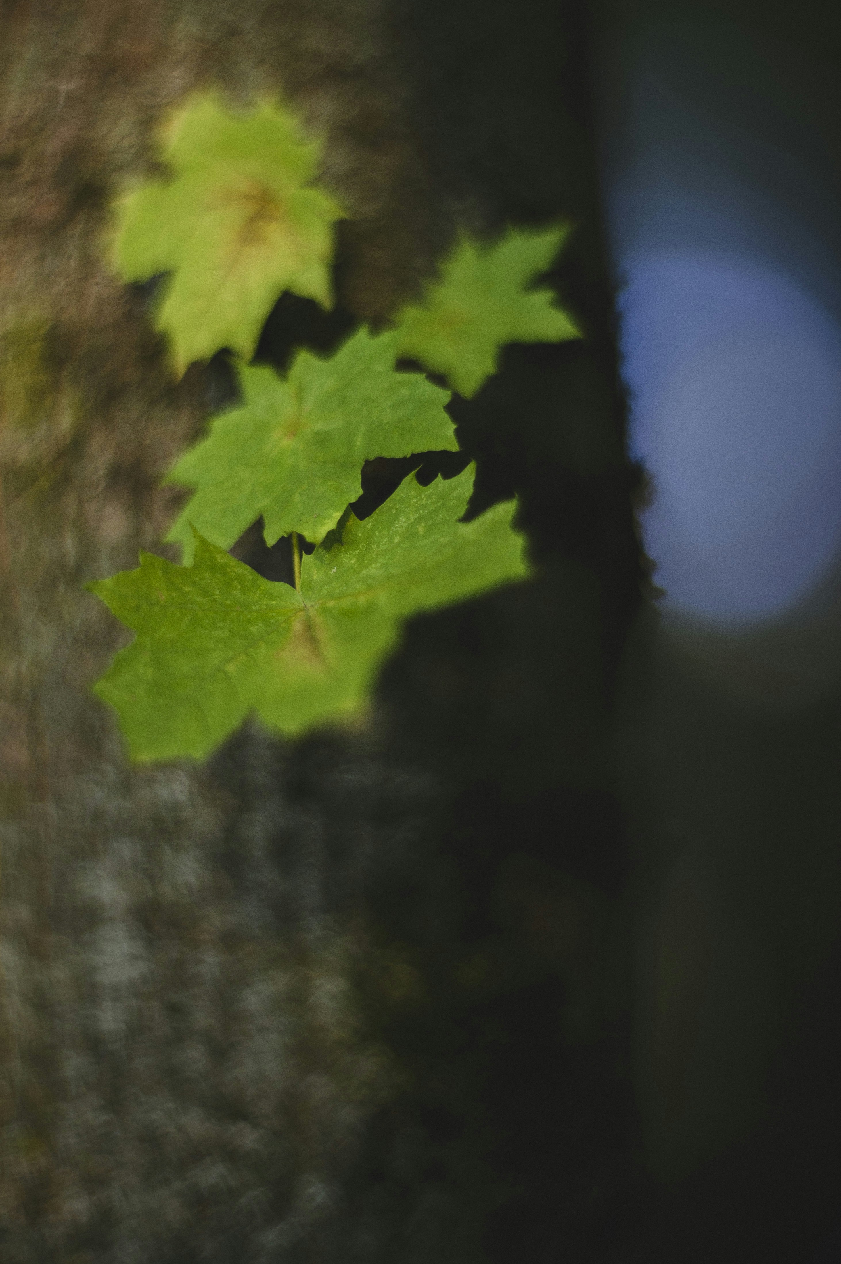 Bright green maple leaves cling to a dark tree trunk, with a shallow depth of field and a soft, blurred background enhancing the foreground detail. A subtle bokeh blue area suggests distant light. Logo/illustration-like natural detail.