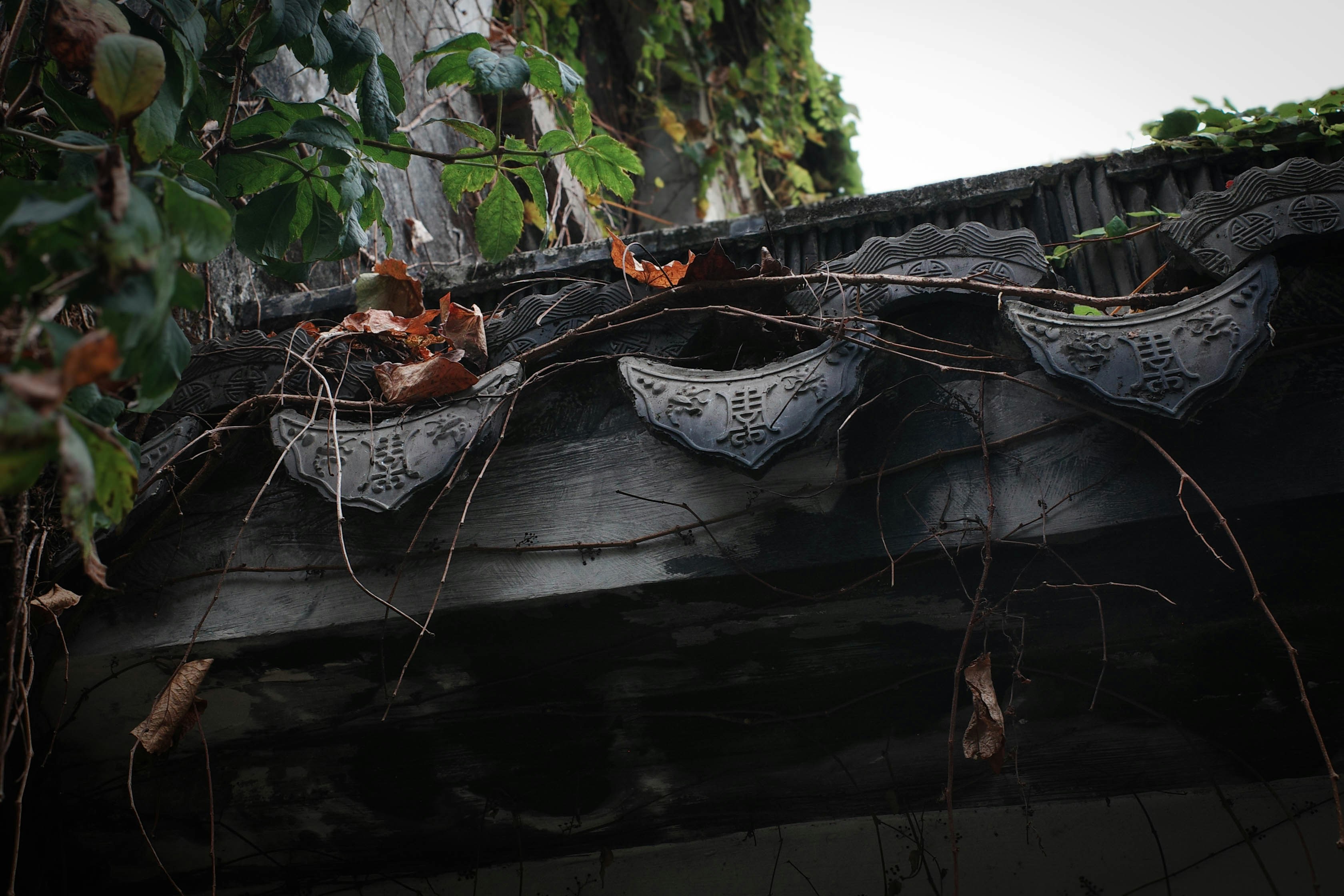 Weathered roof tiles with creeping vines and dried leaves create a moody, textural close-up of a rustic scene. A muted, natural setting emphasizing decay and flora on architectural elements.