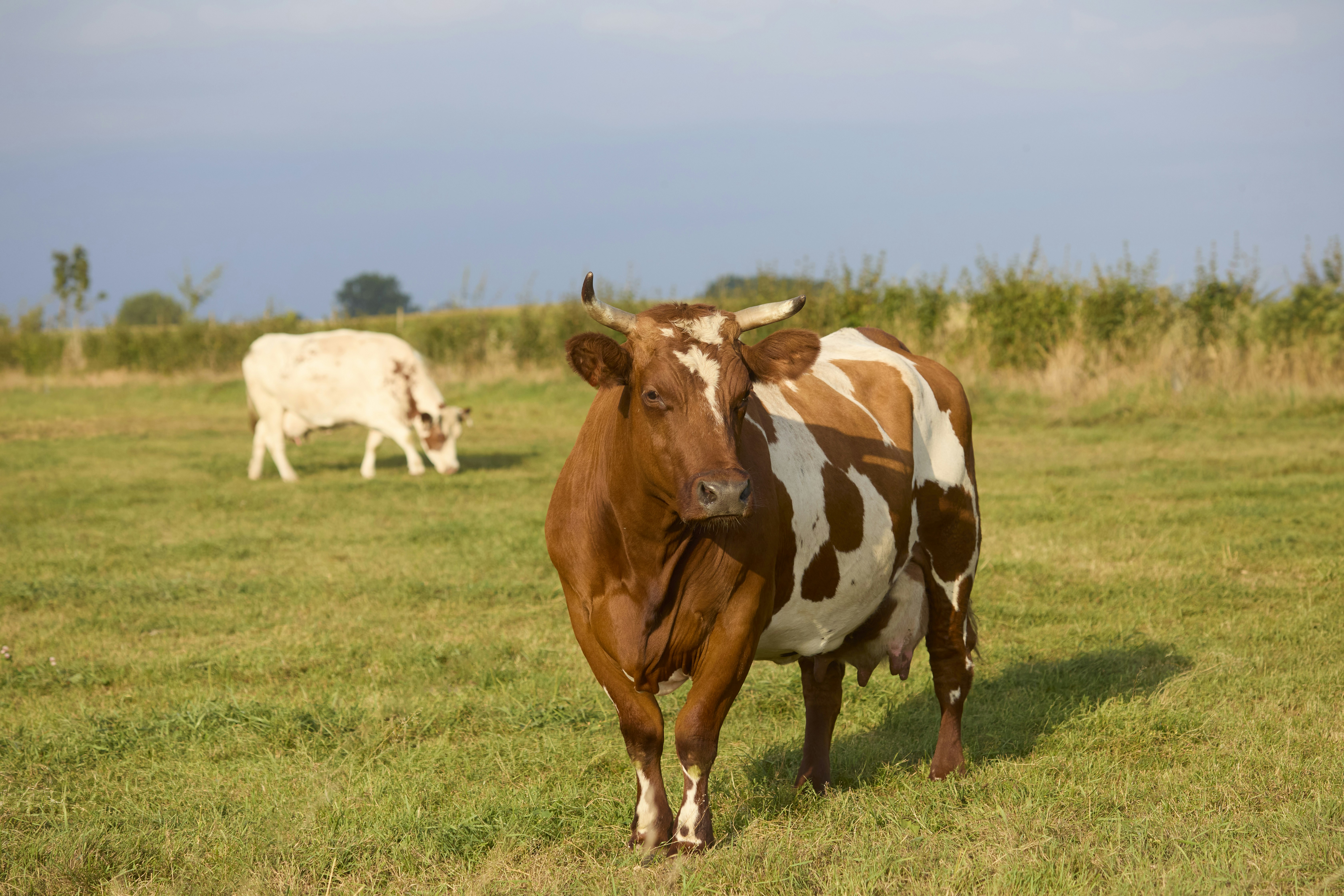 Curious Brown-and-White Heifer Meets the Afternoon Light