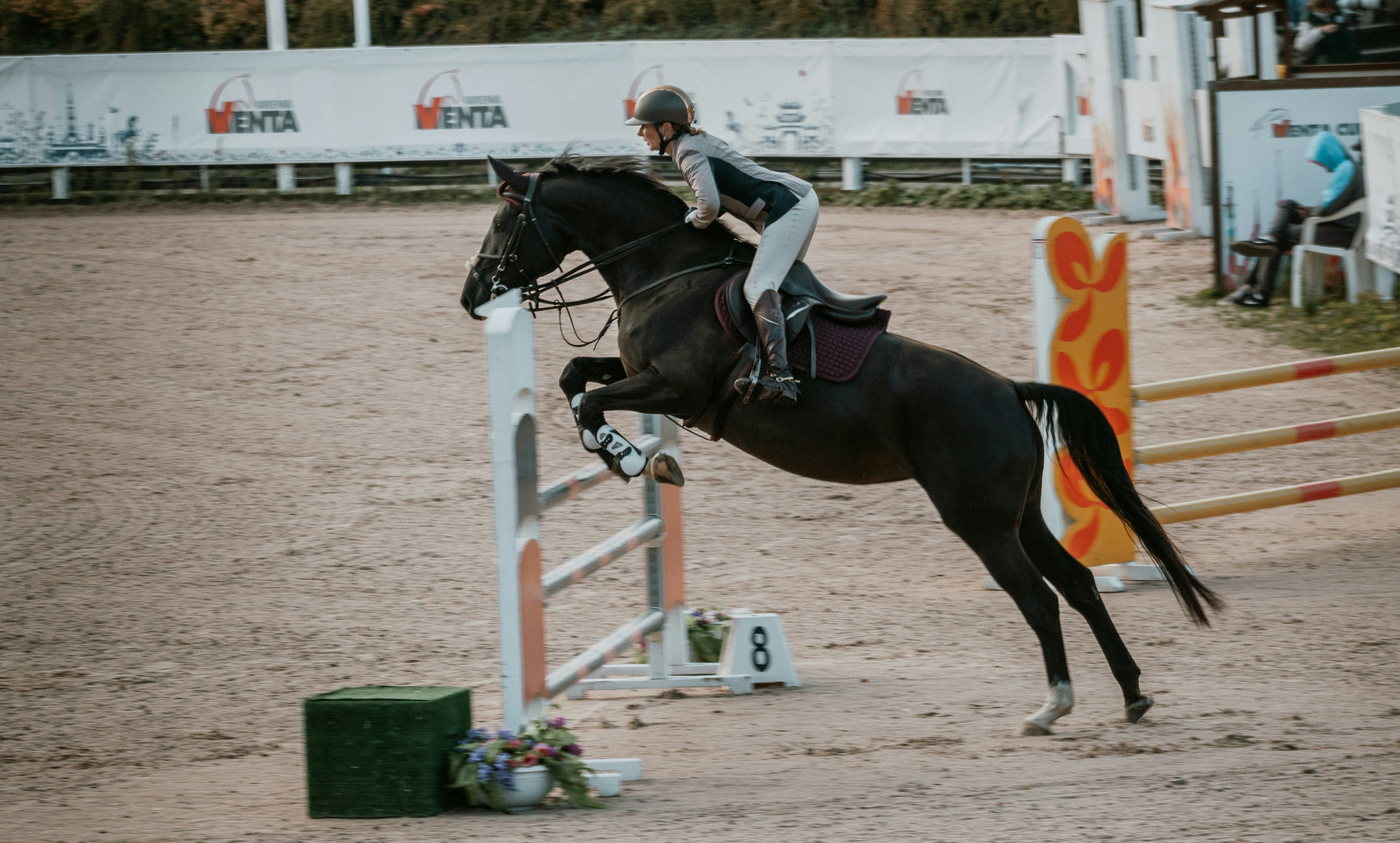 Over the Jump: Focused Rhythm on a Gallant Rider and Steed