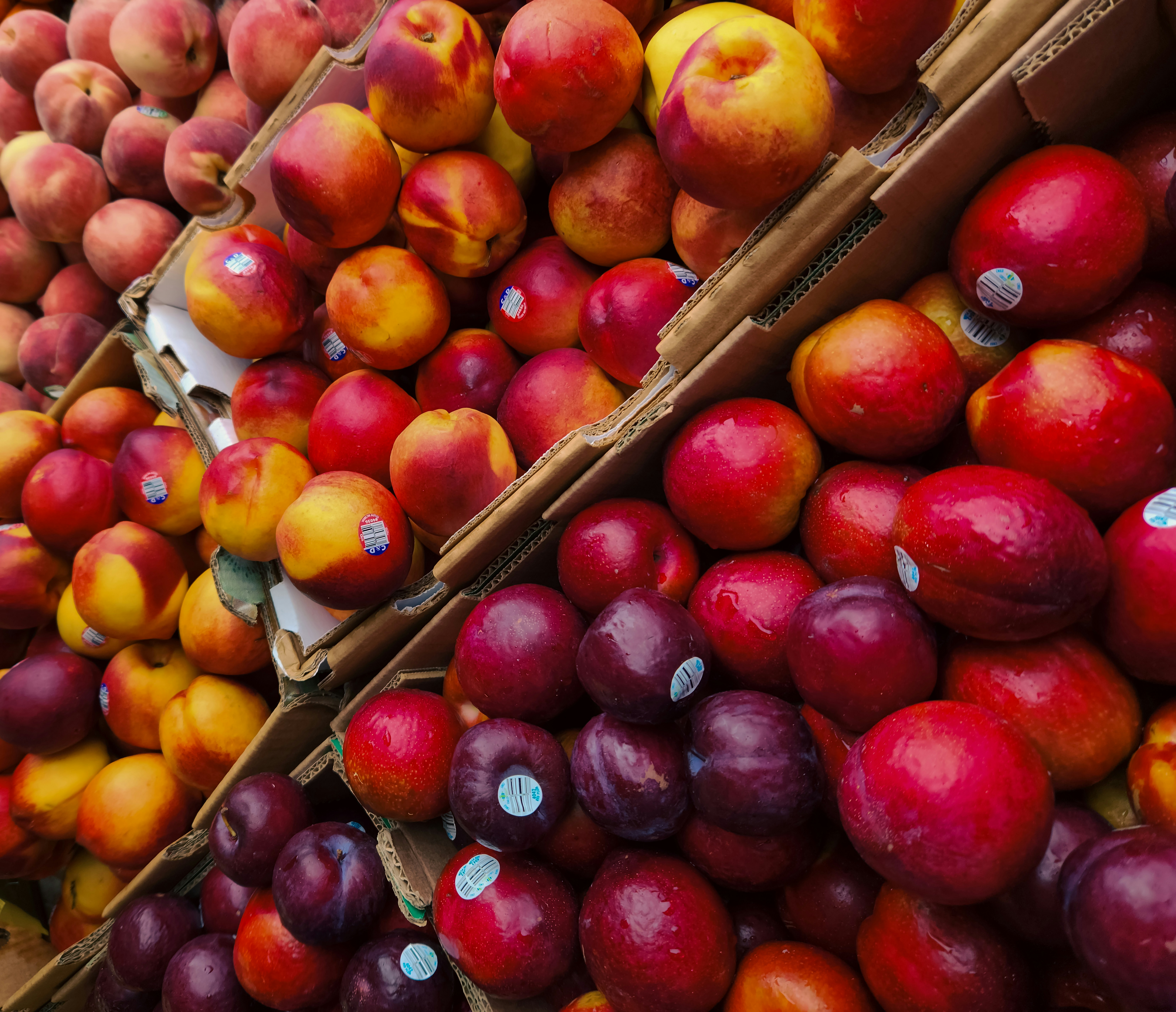 Cornucopia of Nectar: A Patchwork of Red, Orange, and Purple Orbs