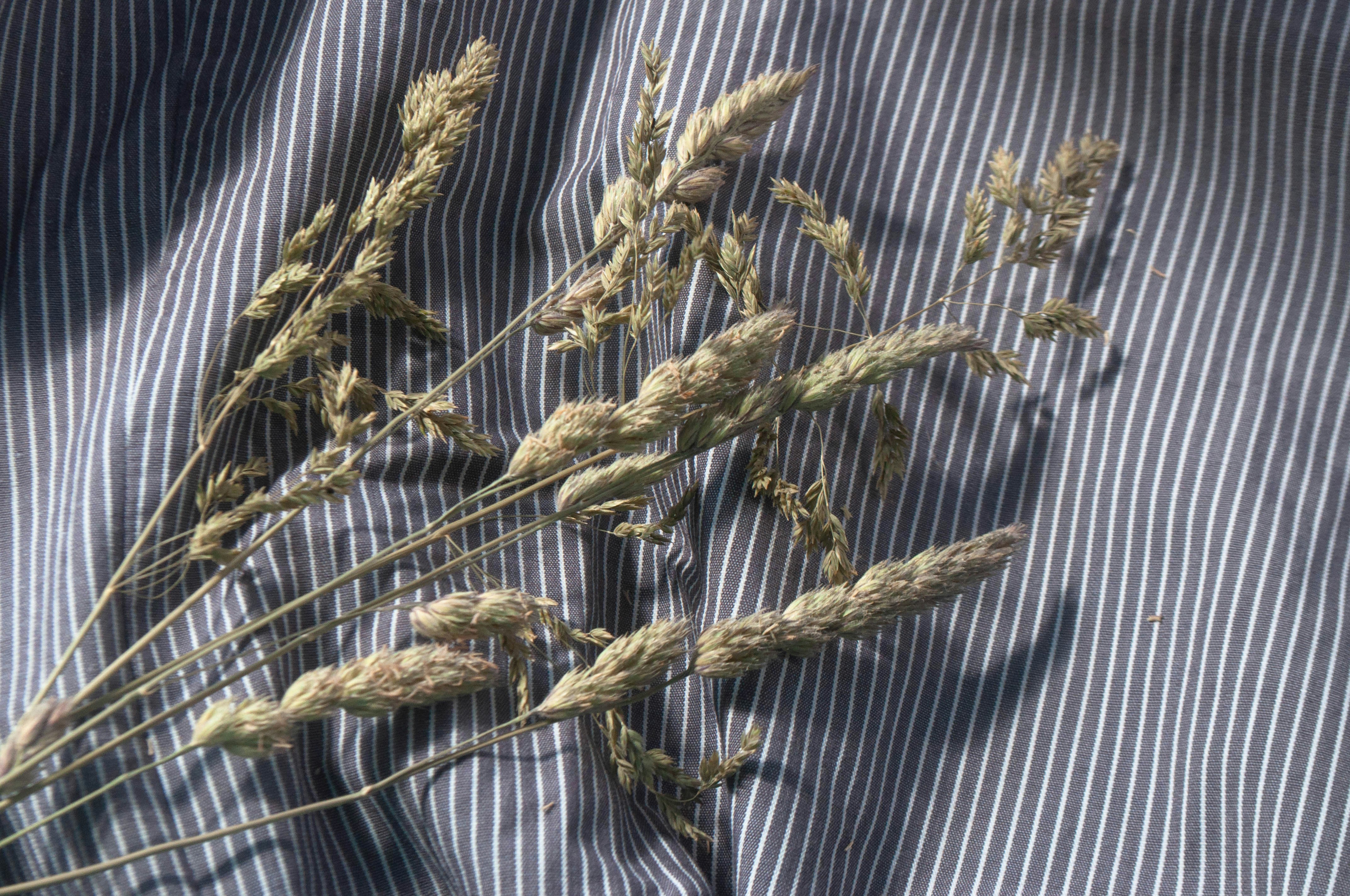 Strands of Grass on a Striped Canvas