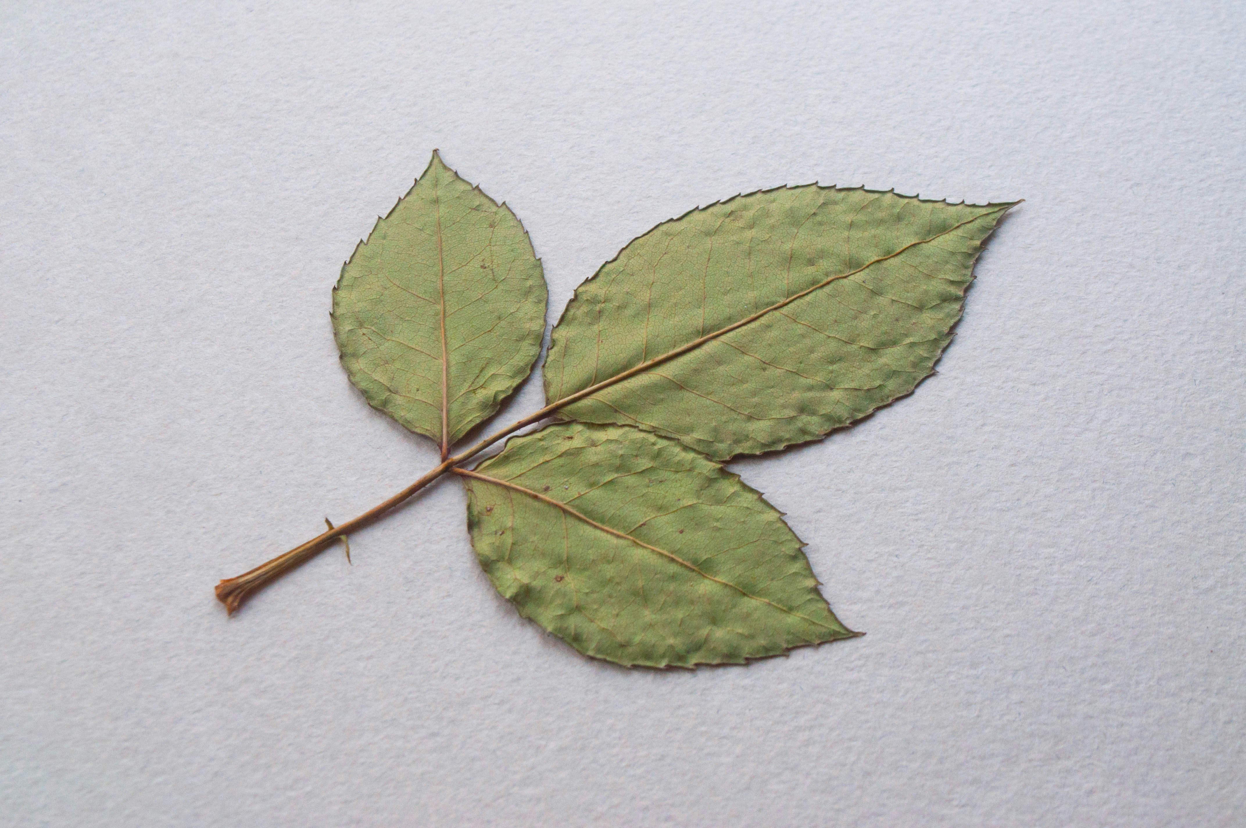 Three-Leaf Stem: A Delicate Green Fragment on Textured Gray
