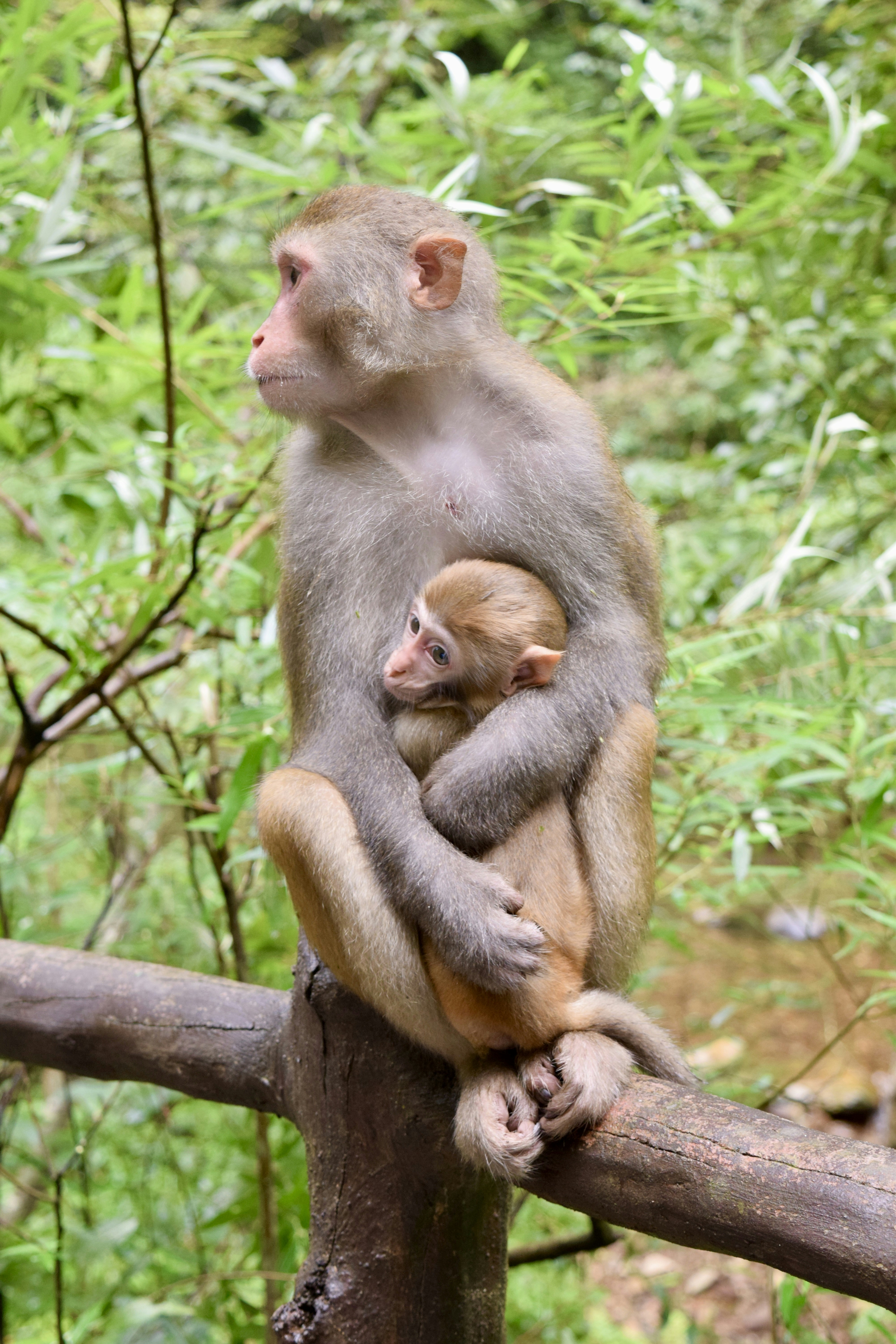 A Tender Moment: Mother Monkey Cradles Her Little One on a Branch