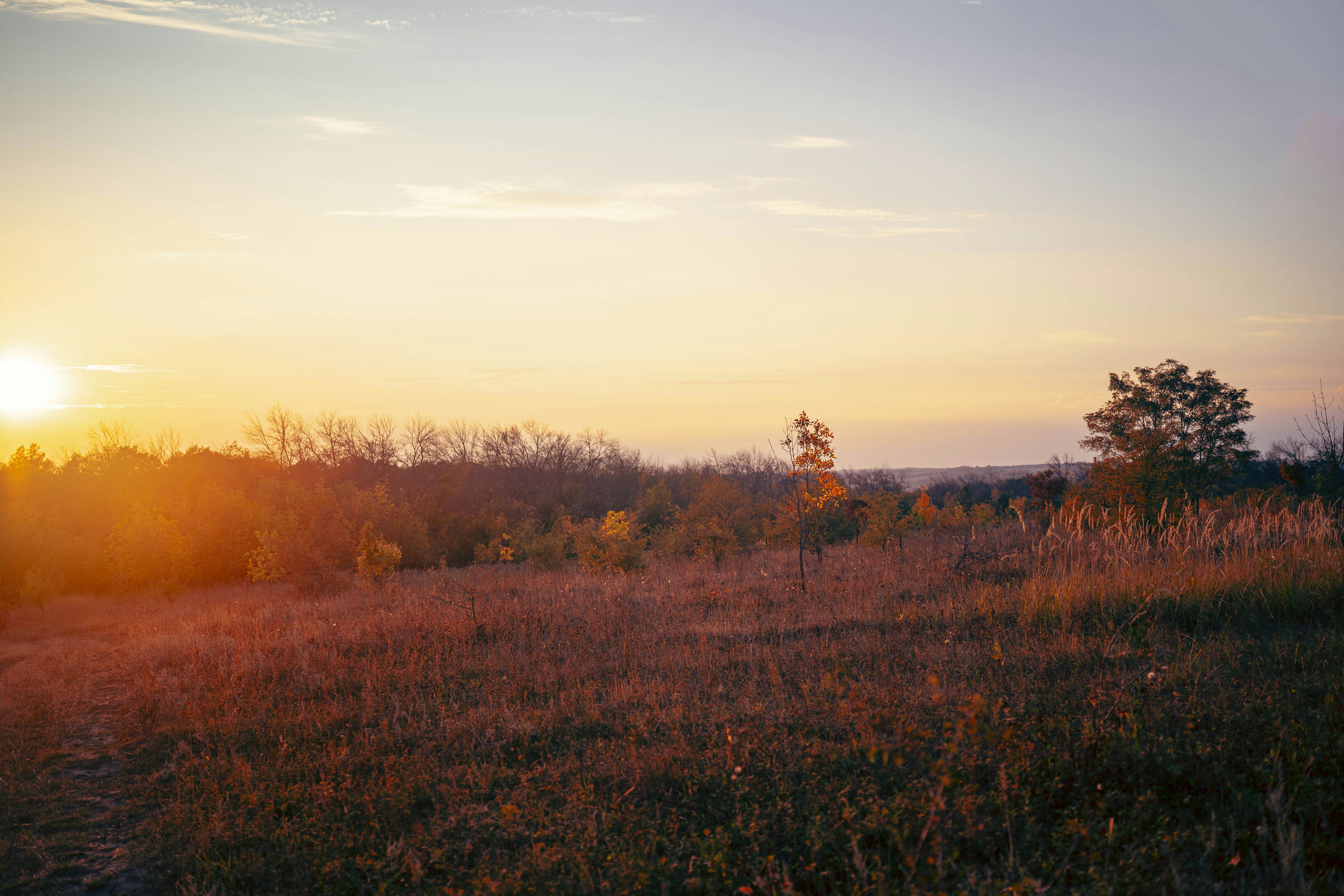 Low sun over a grassy field with scattered trees and tall dry grass