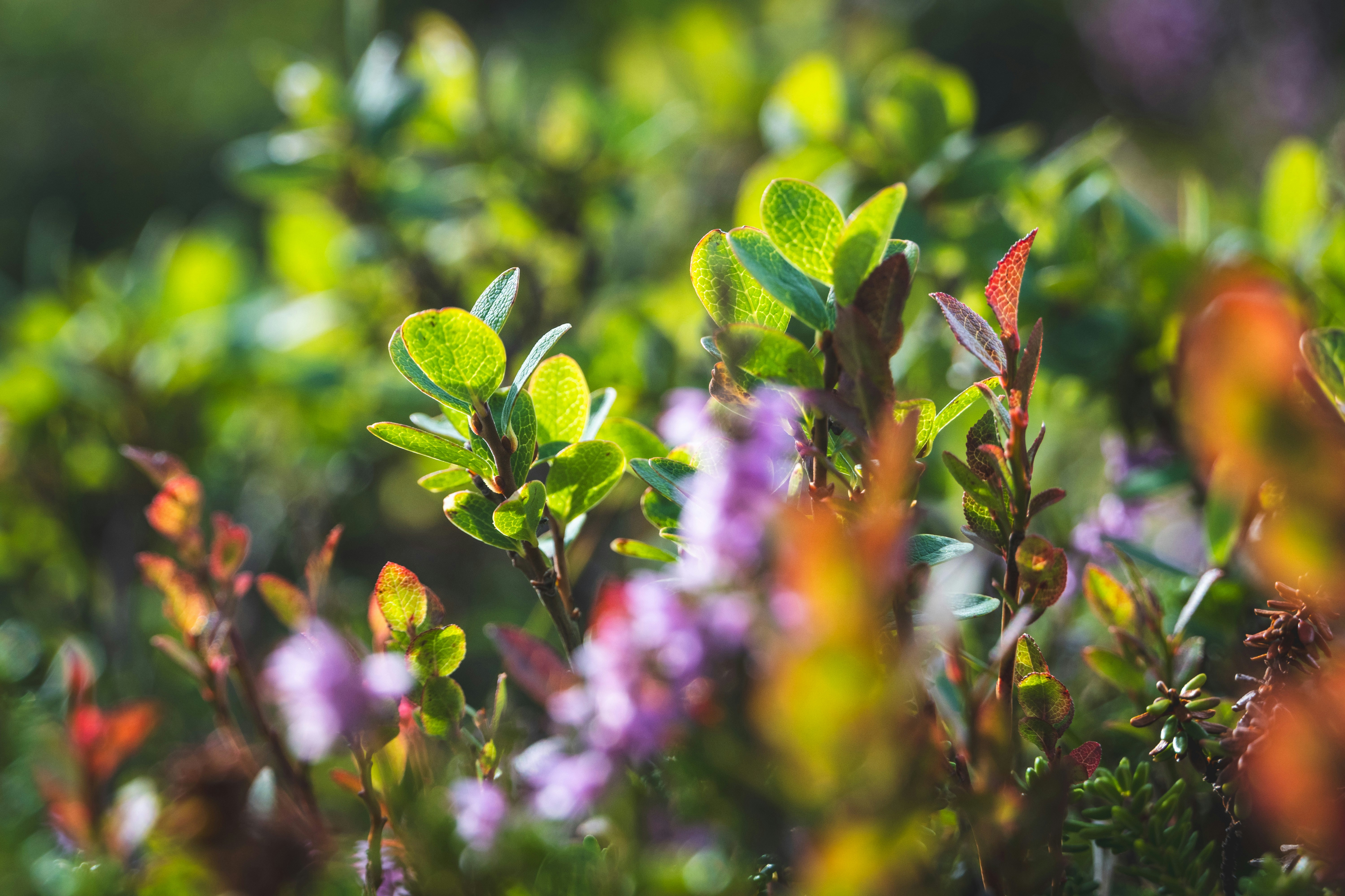 Emerald Leaves in Soft Garden Light