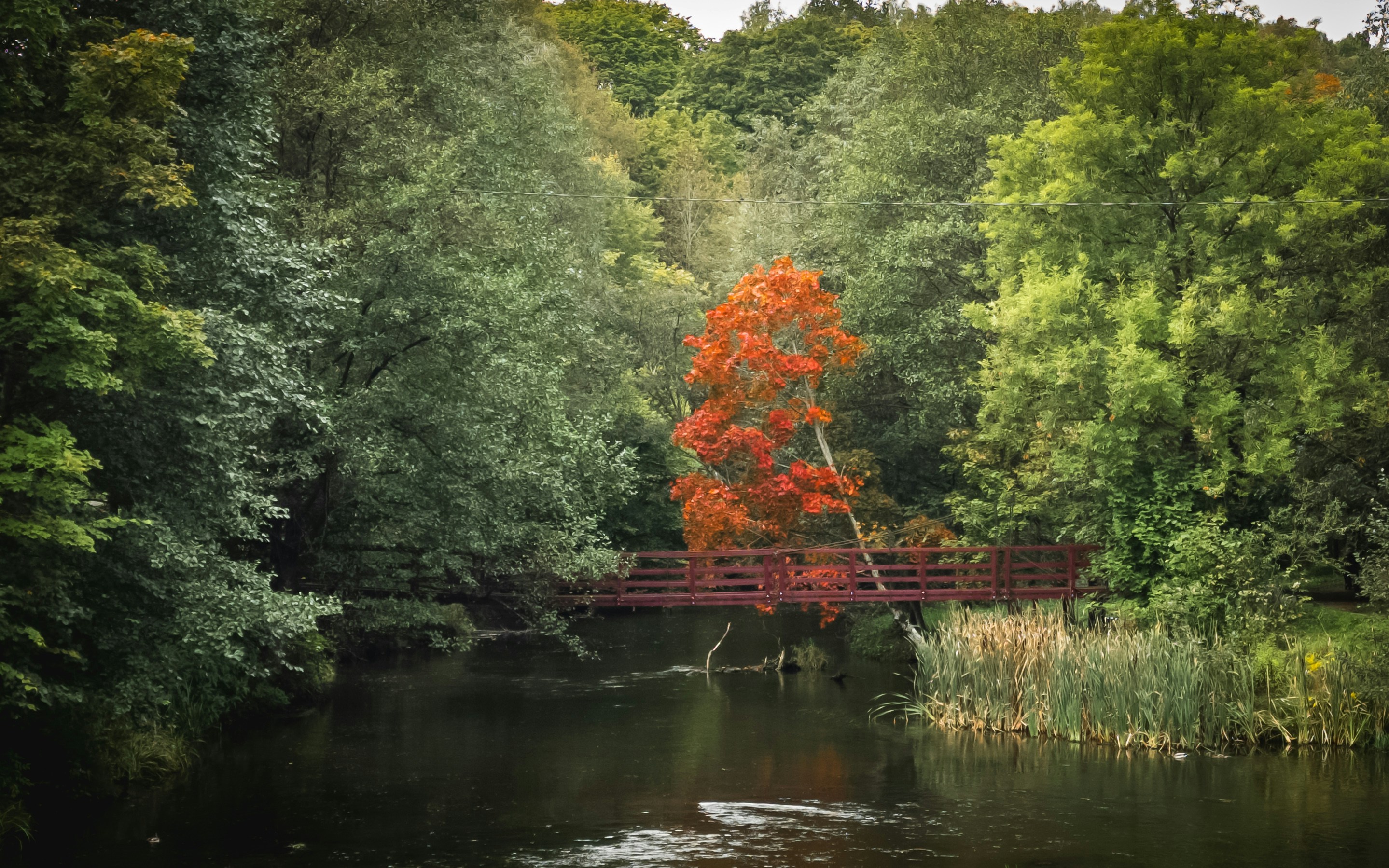 Autumn Fire in the Quiet Pond Glade