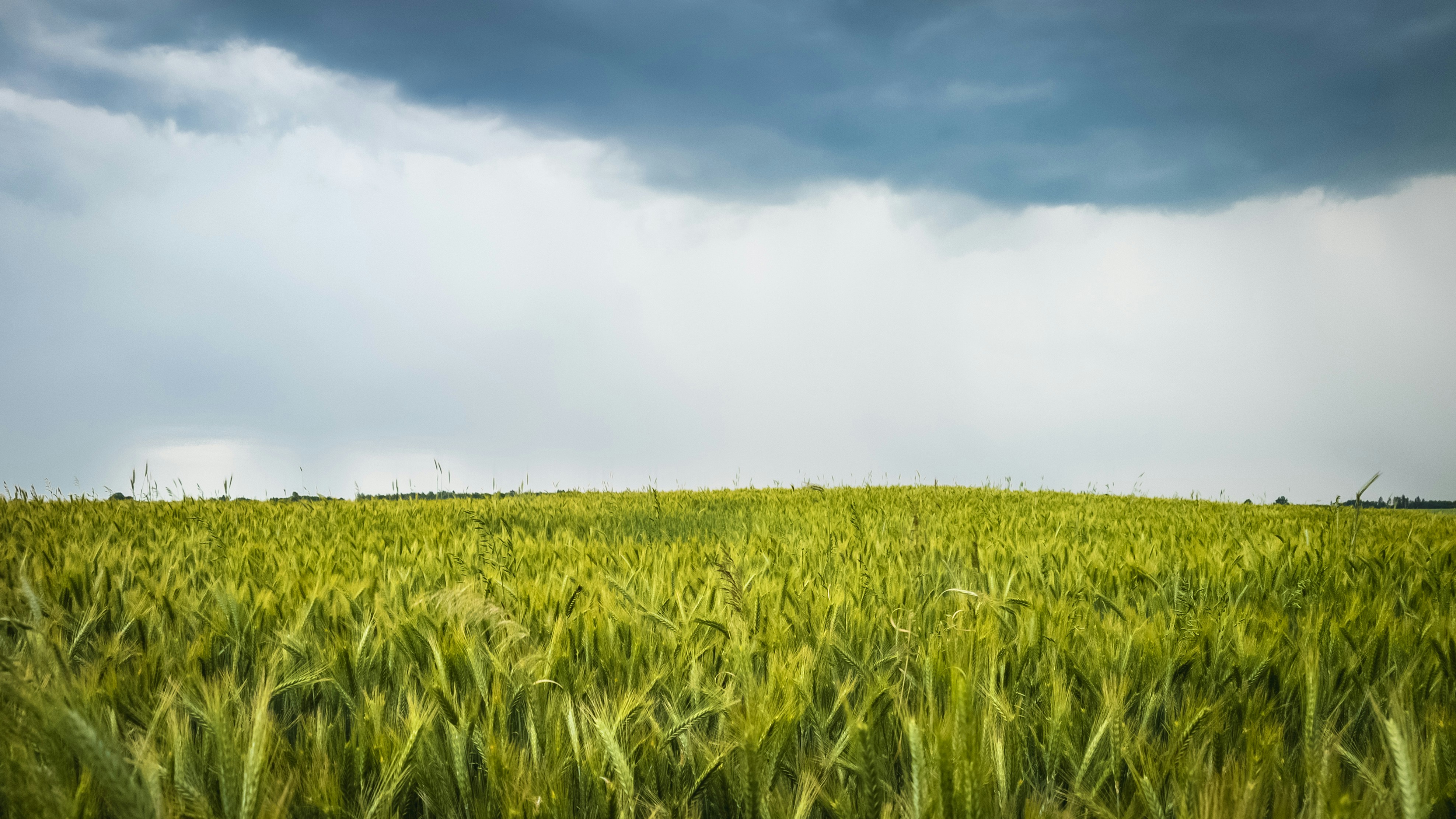 Midfield Dawn: Golden Wheat Under a Sky of Quiet Storm