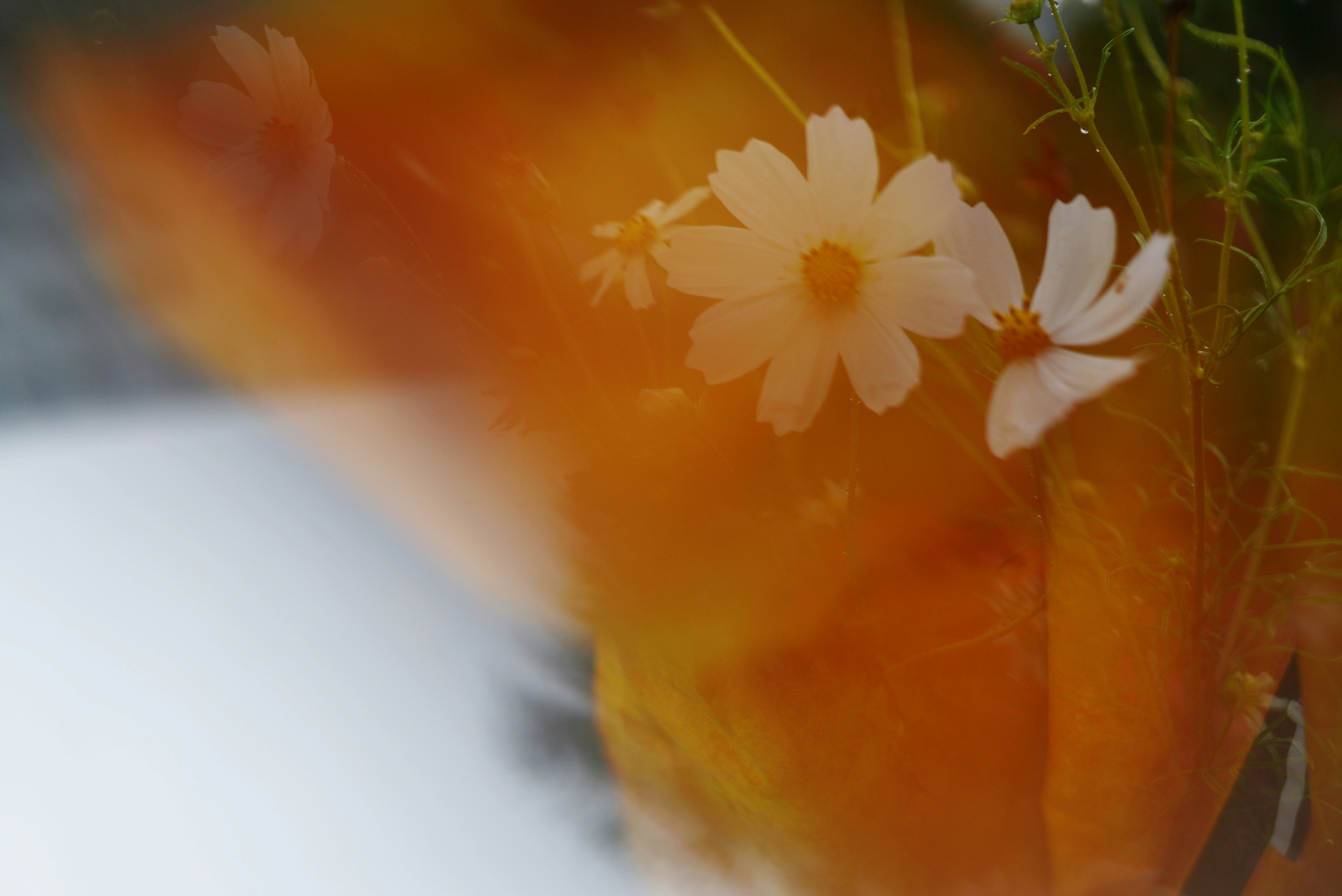 Floral Veil: Sunlit White Daisies Through an Amber Glass