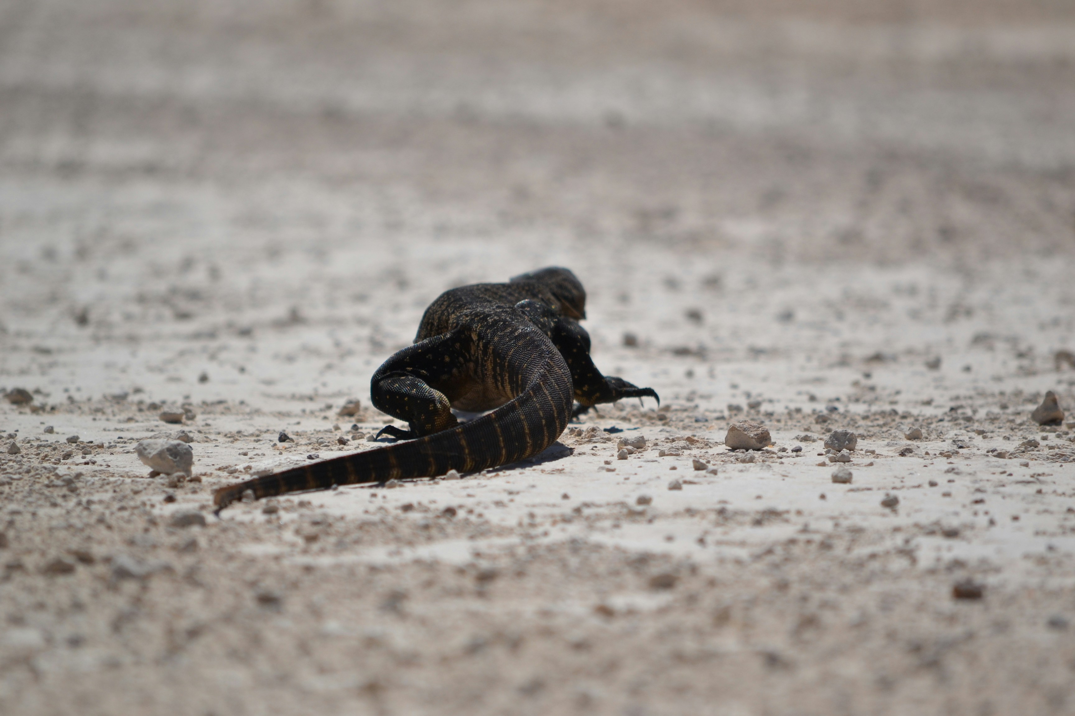 Deserted Ground Dweller: A Tail and Back in the Dust