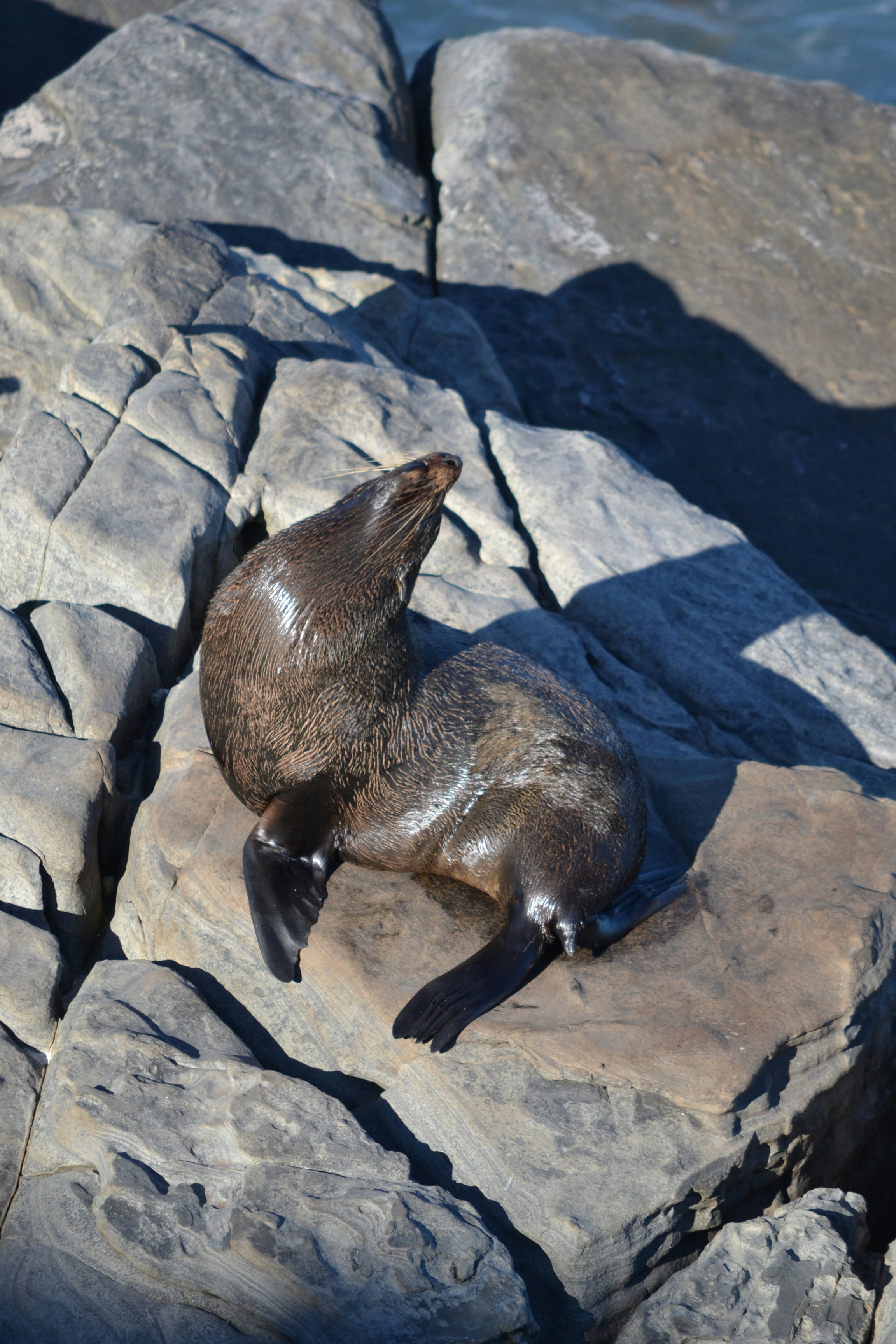 Rocky Ledge Awakening: A Sea Lion Pup Inspected by the Sun