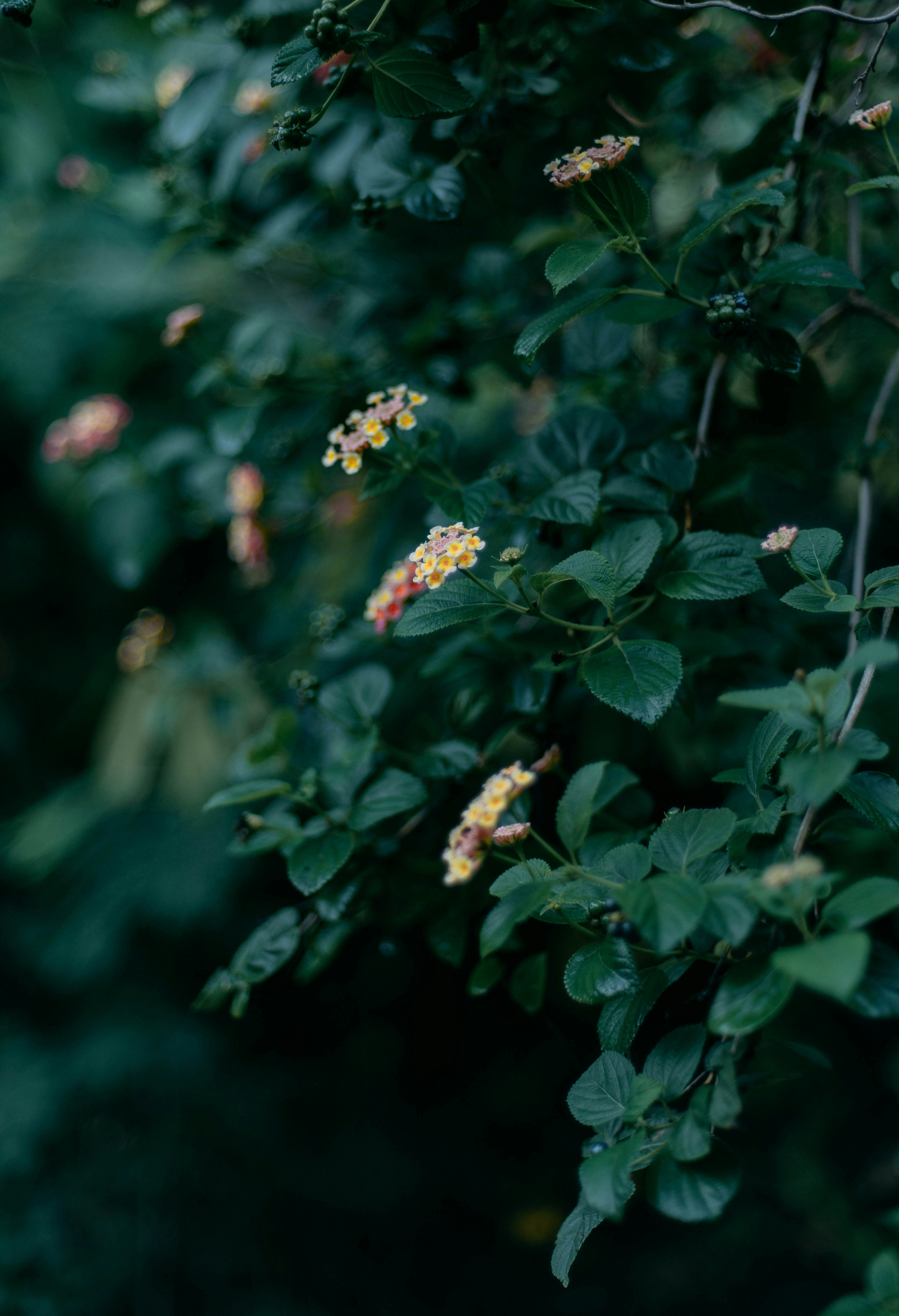 Soft Focus in the Green: Luminous Lantana Clusters
