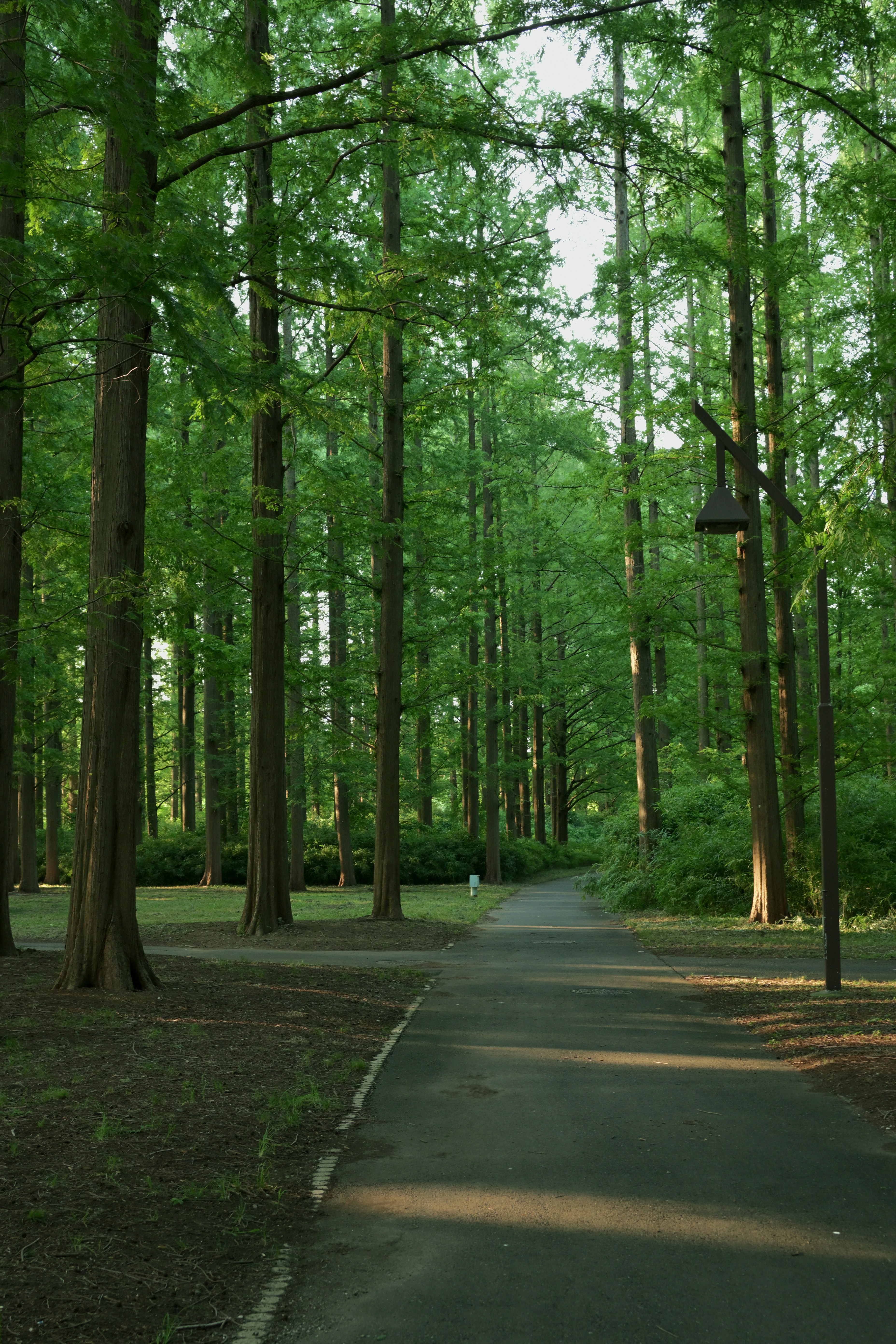 Sun-dappled pathway winds through tall green trees, inviting exploration along a quiet park trail.
