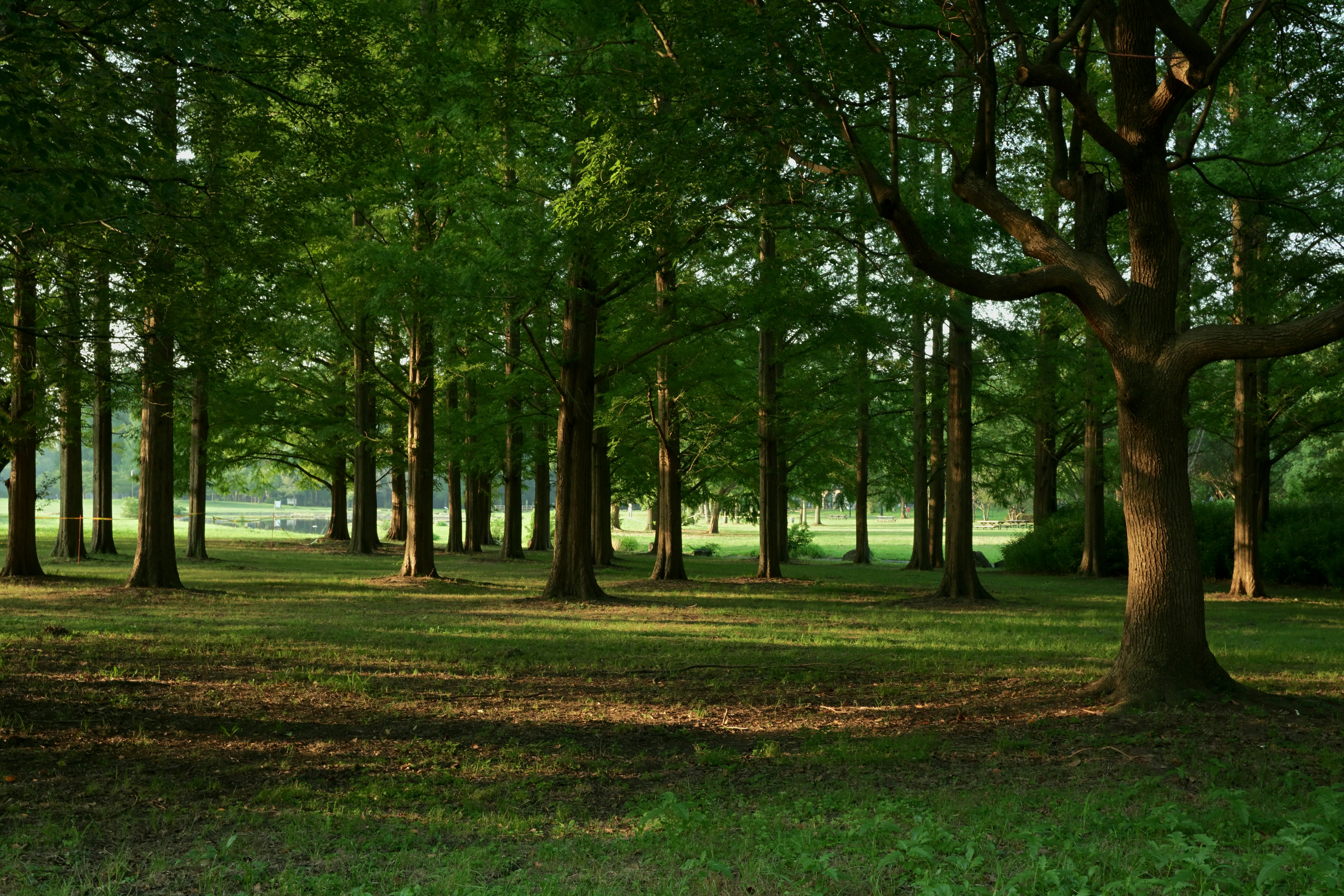 A Quiet Avenue of Oaks: Morning Light Filtering Through the Park