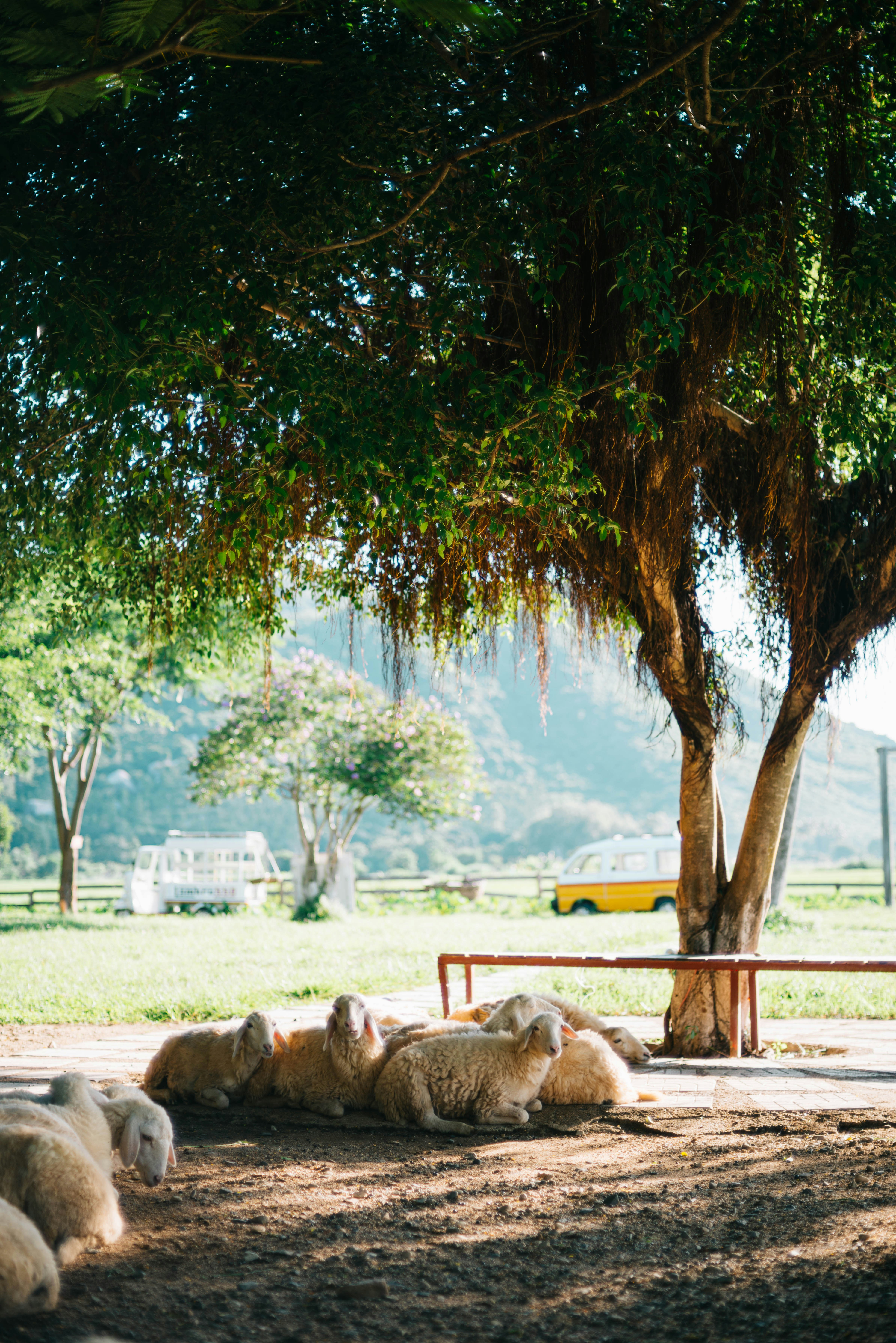Pastoral Slumber: Flock Rest Under Shade of Weeping Trees