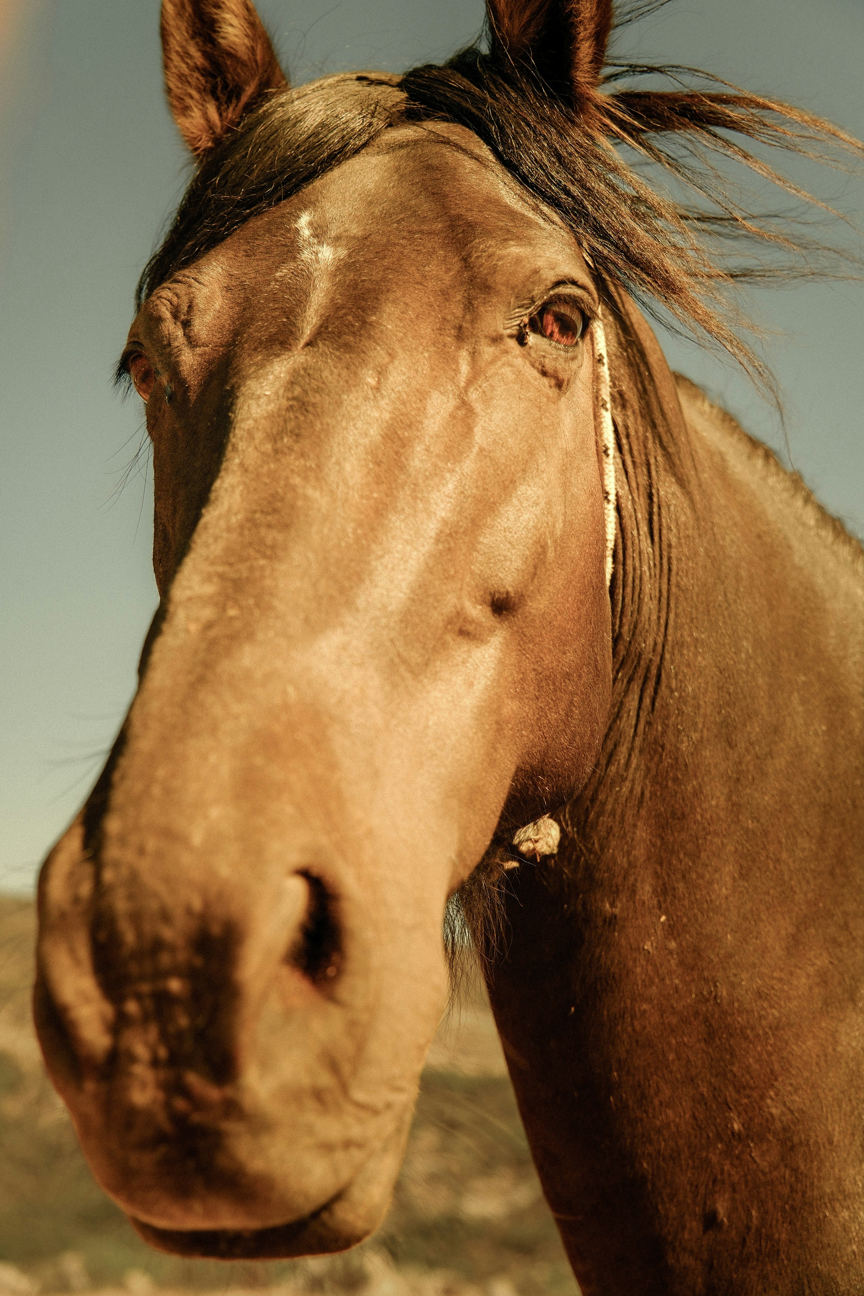 Close-Up Stride: A Curious Yet Quiet Horse Gaze