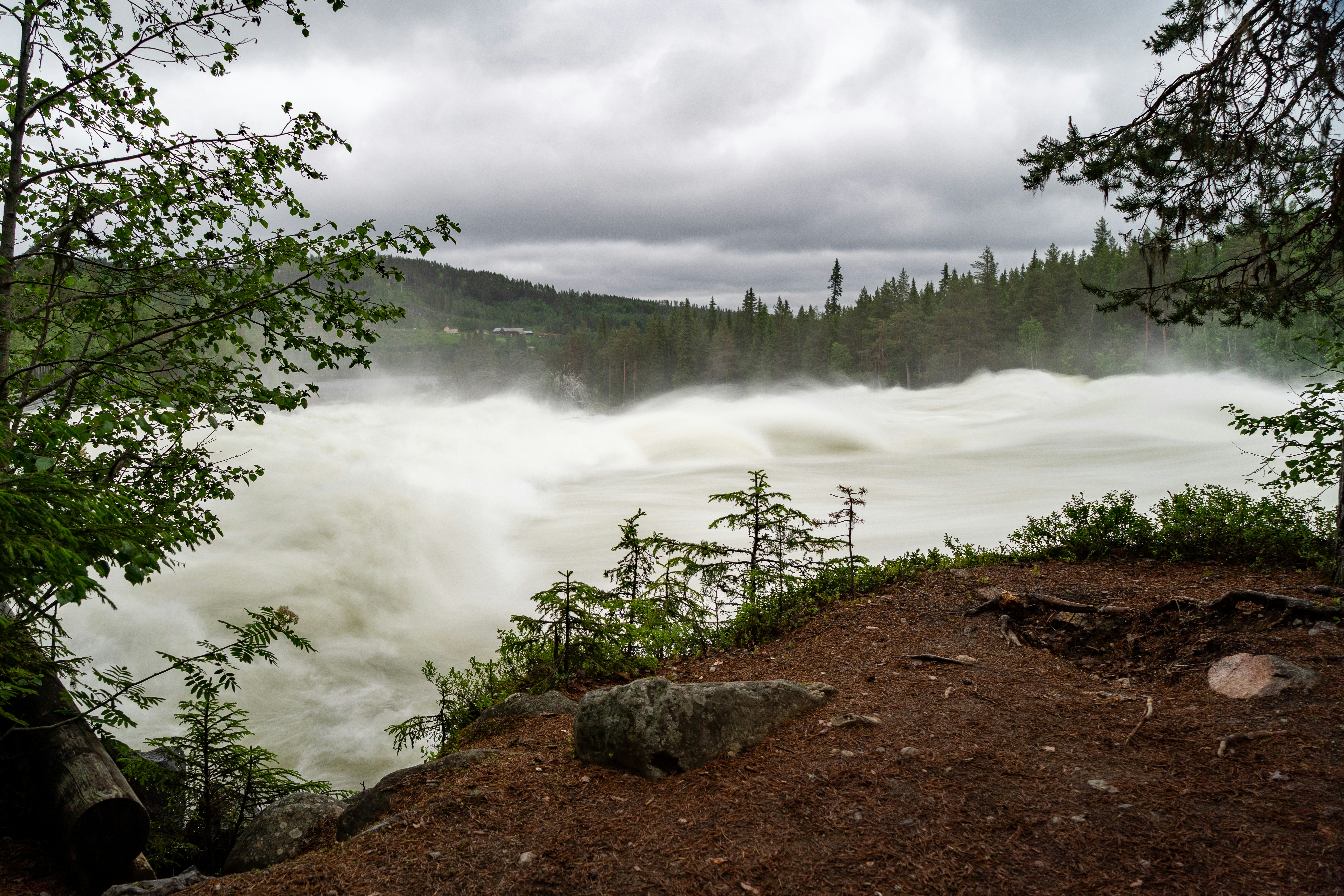 Mist over the canyon: edge of the forest watching a thundering descent