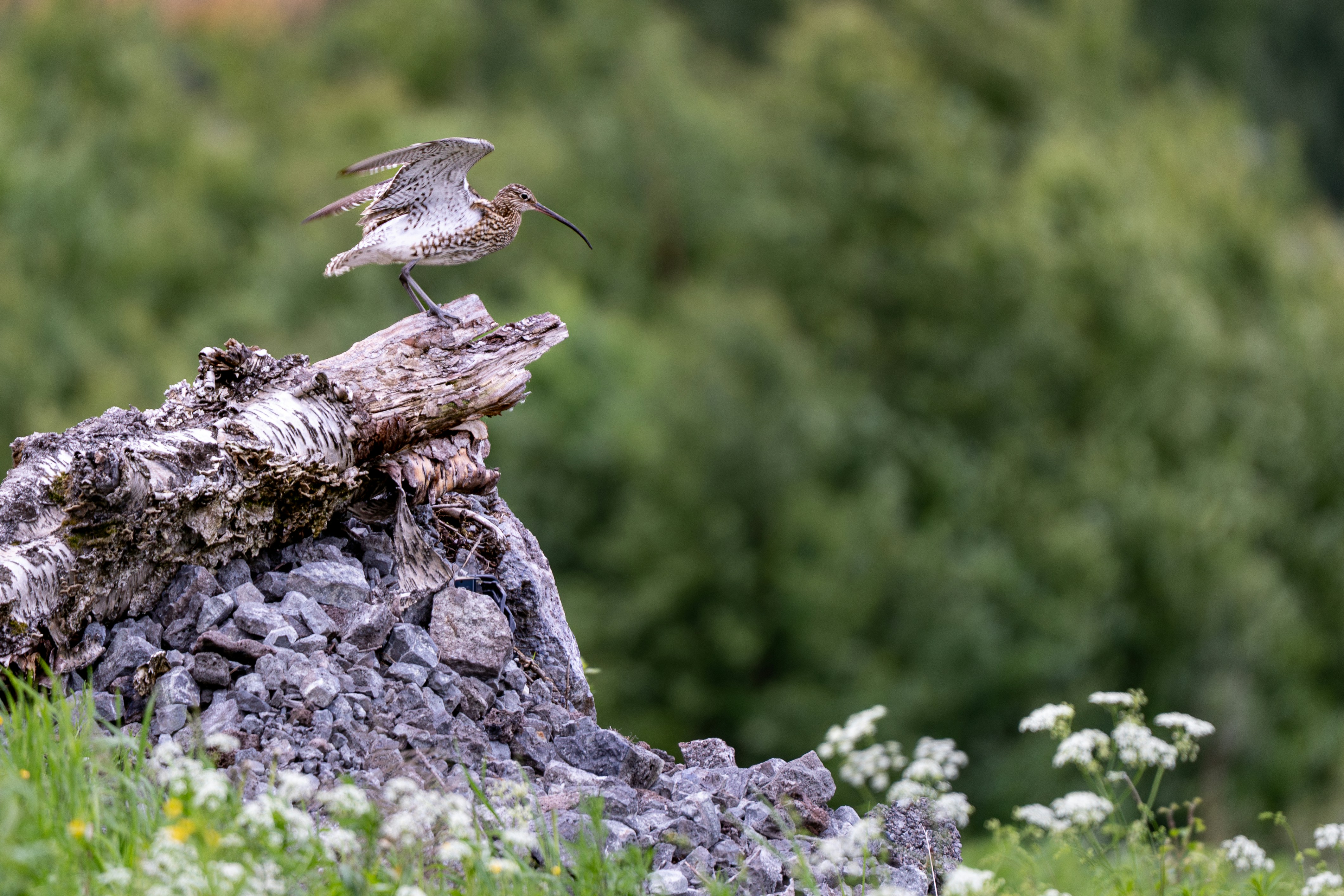 Raptor on a Weathered Promontory
