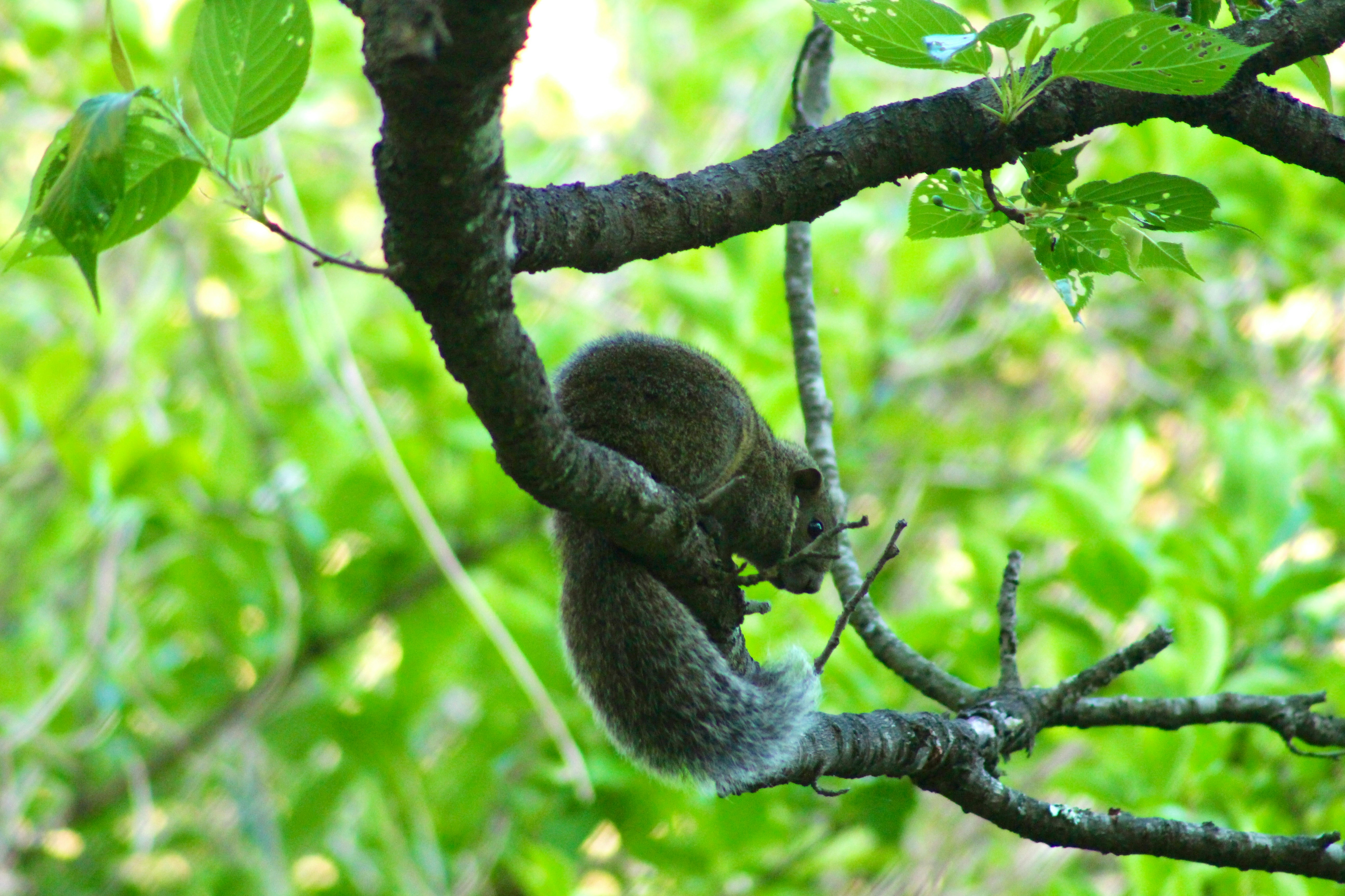 A small squirrel clings to a branch amid bright green foliage, framed by dense leaves and limbs. The scene emphasizes the animal's position within a verdant treetop environment.