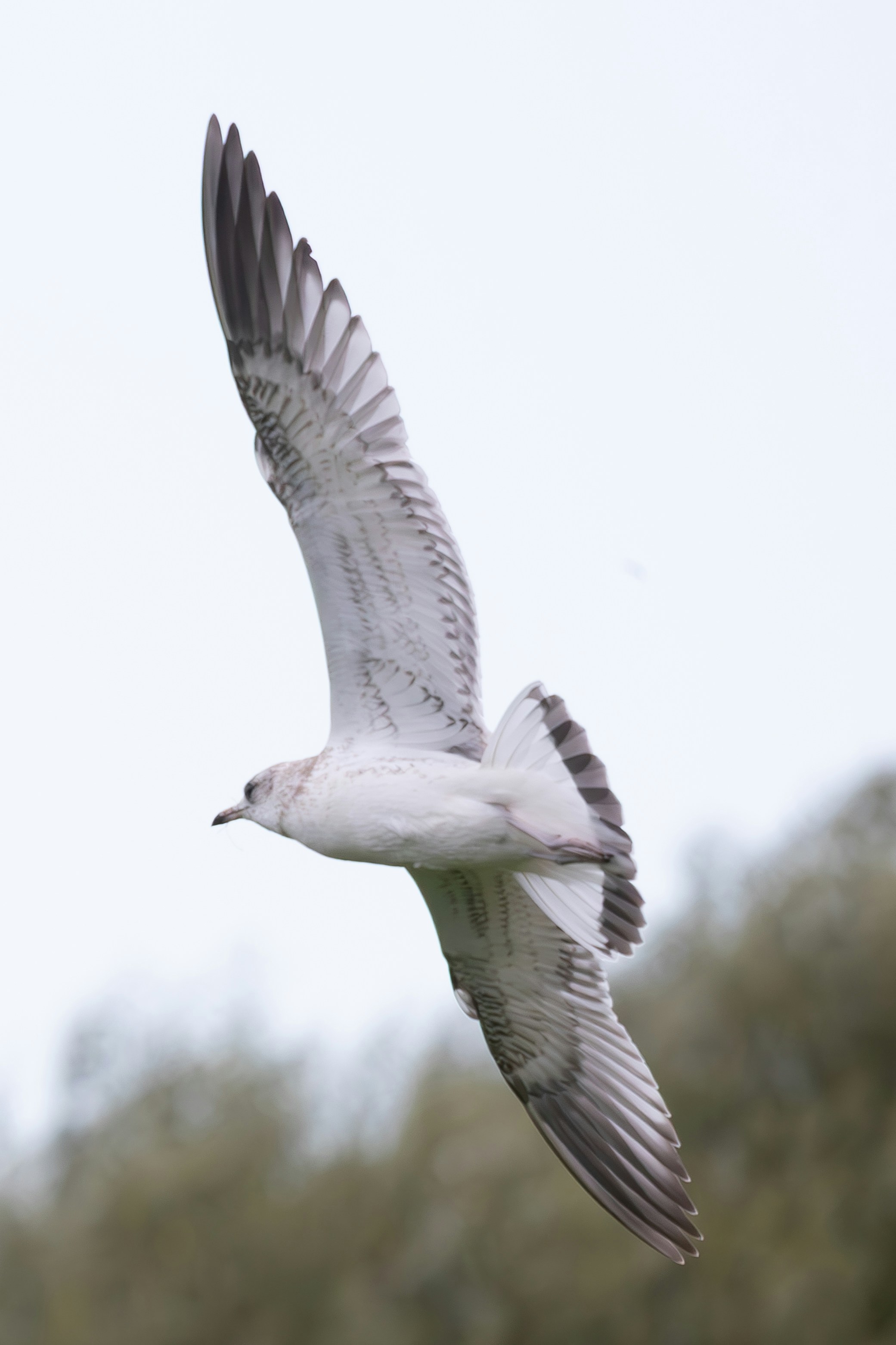 Soaring Gull Against a Pale Sky